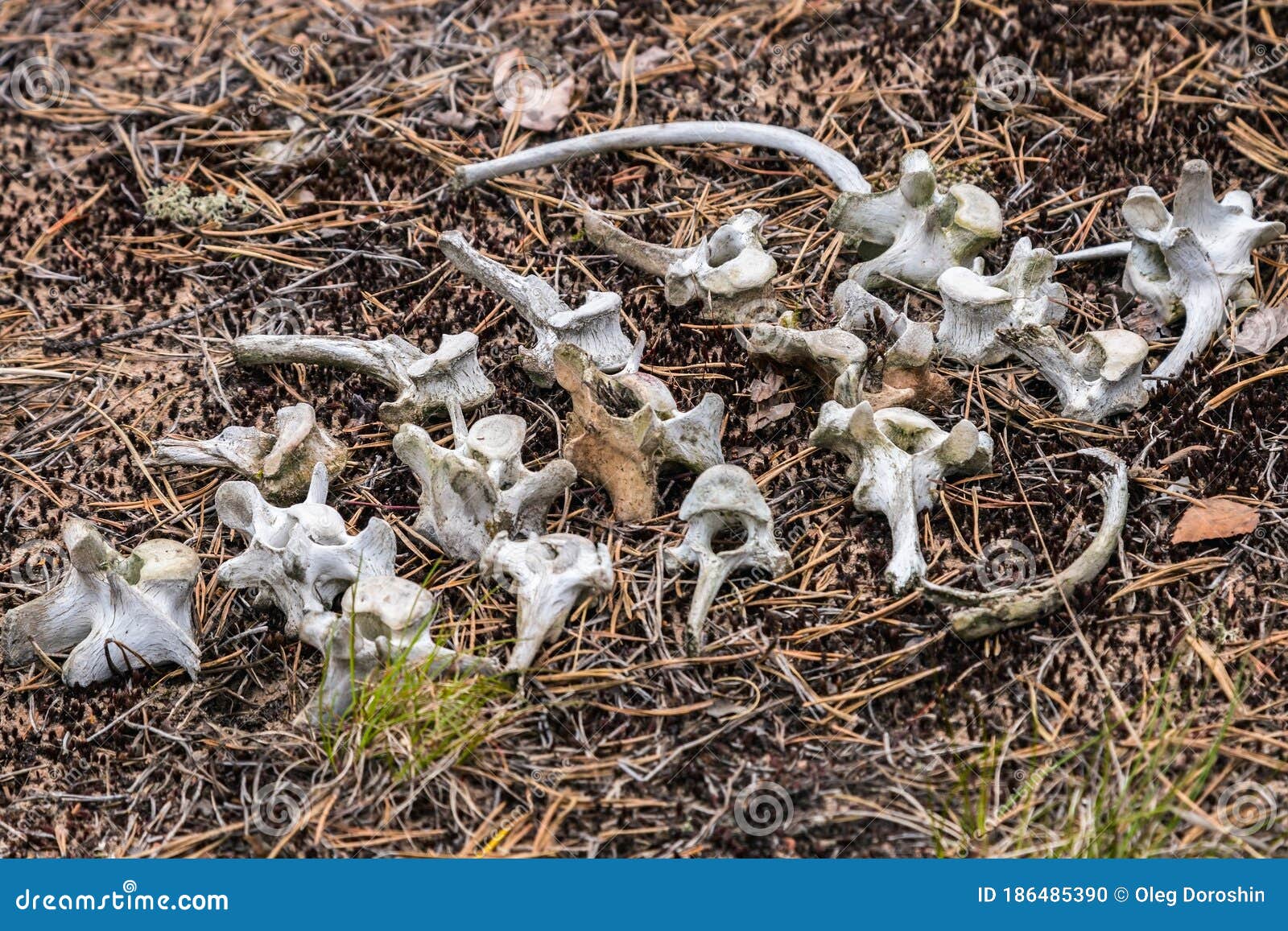 Old Animal Bones on the Grass in the Forest Stock Photo - Image of ...