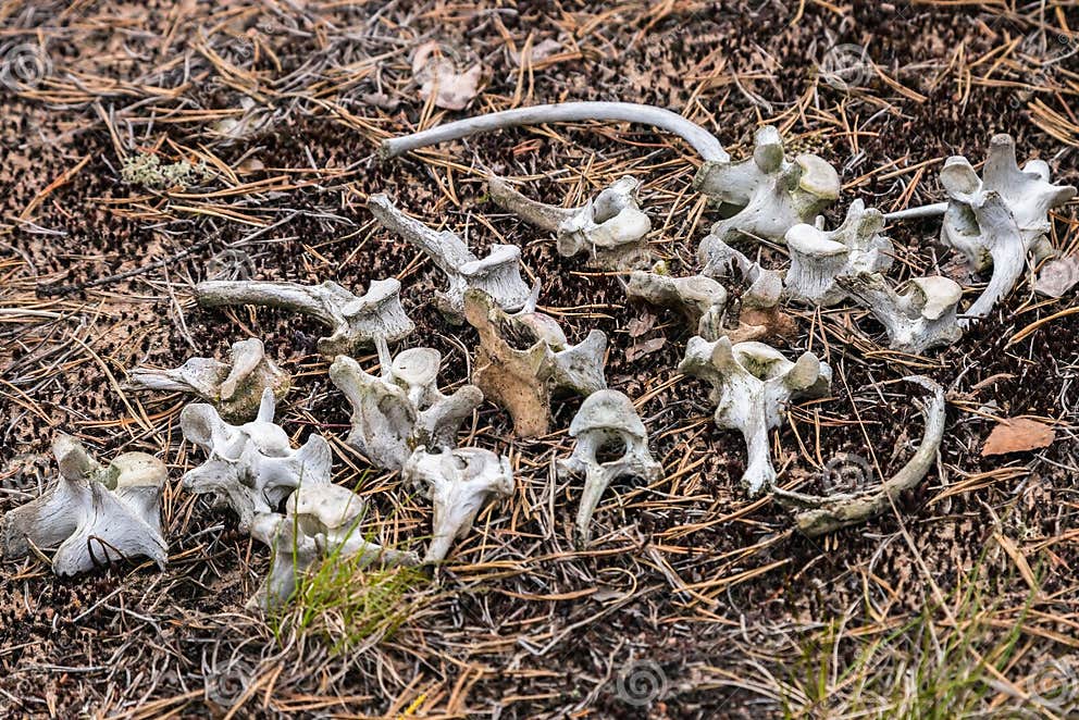 Old Animal Bones on the Grass in the Forest Stock Photo - Image of ...