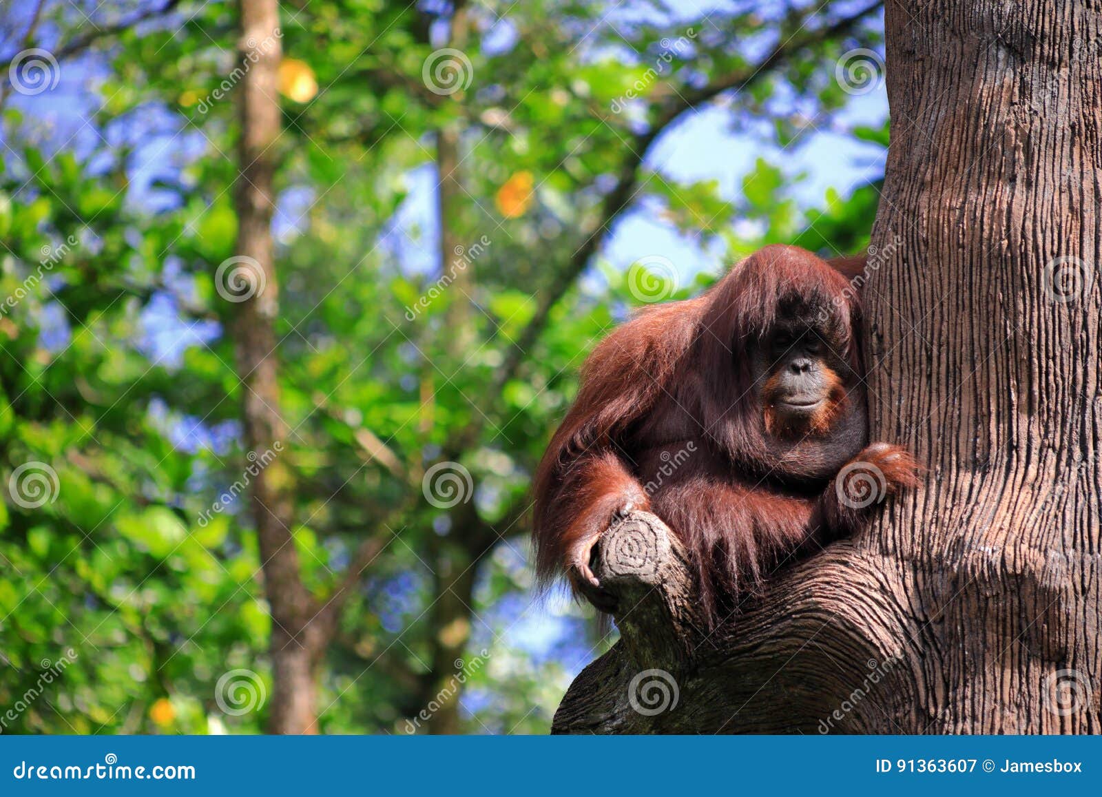 An Old Ape Hanging on a Tree in the Botanic Garden Stock Image - Image ...