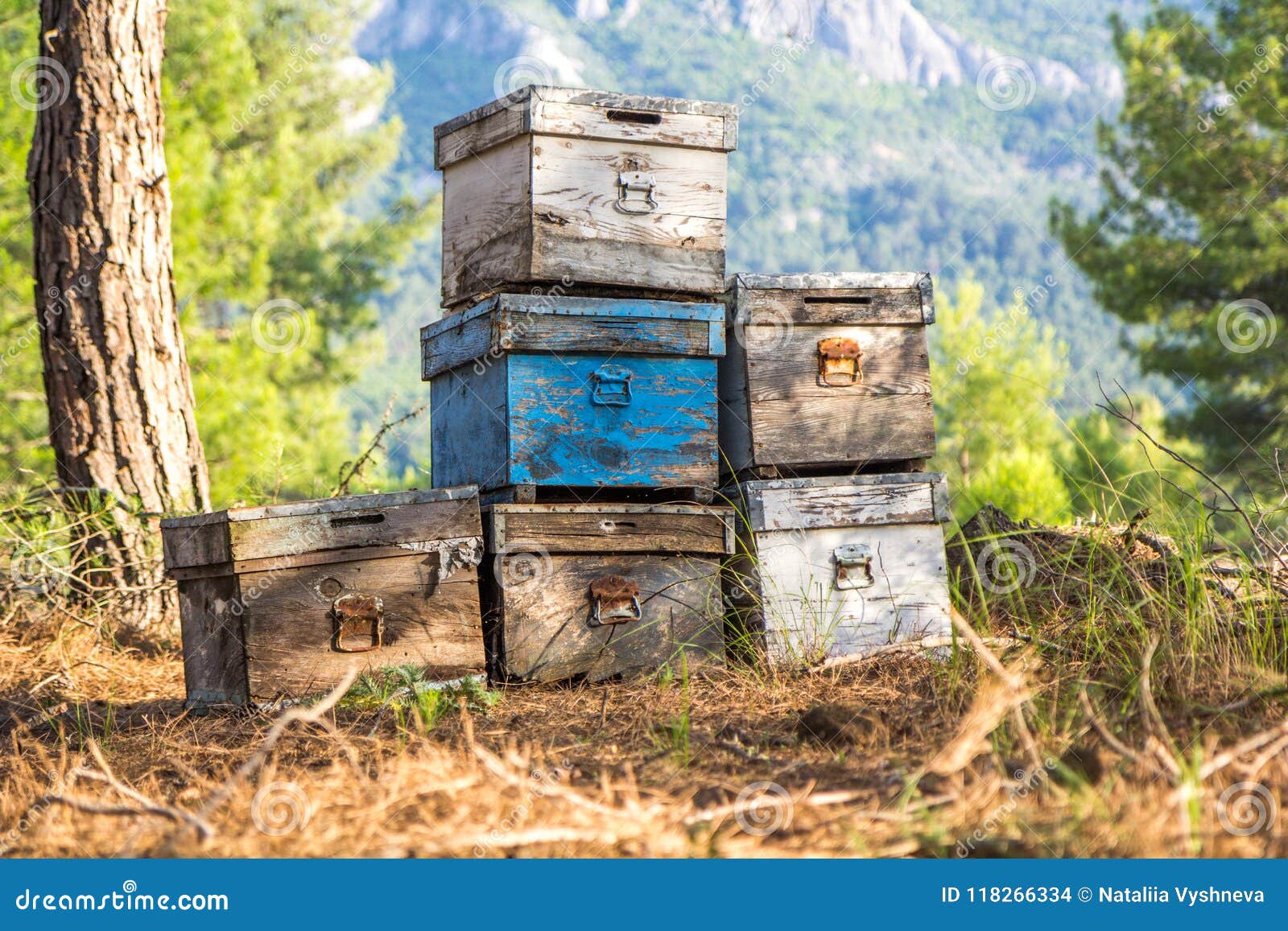 Old apiary in piney forest stock photo. Image of outdoor - 118266334