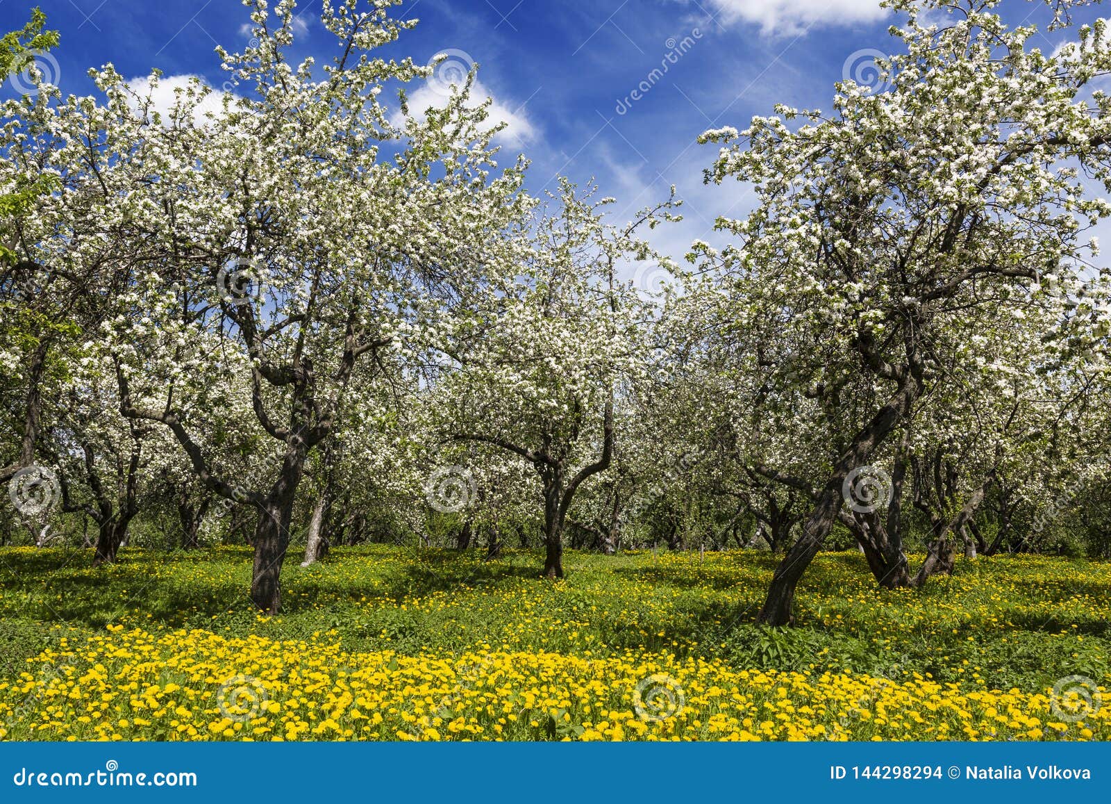 Old Apple Orchard Blooms in Spring Stock Photo - Image of dandelions ...