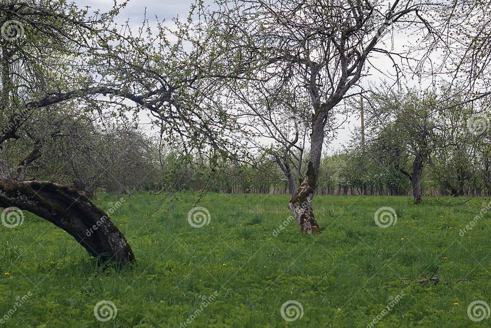 .an Old Apple Orchard with Crooked Apple Trees in it Stock Image ...