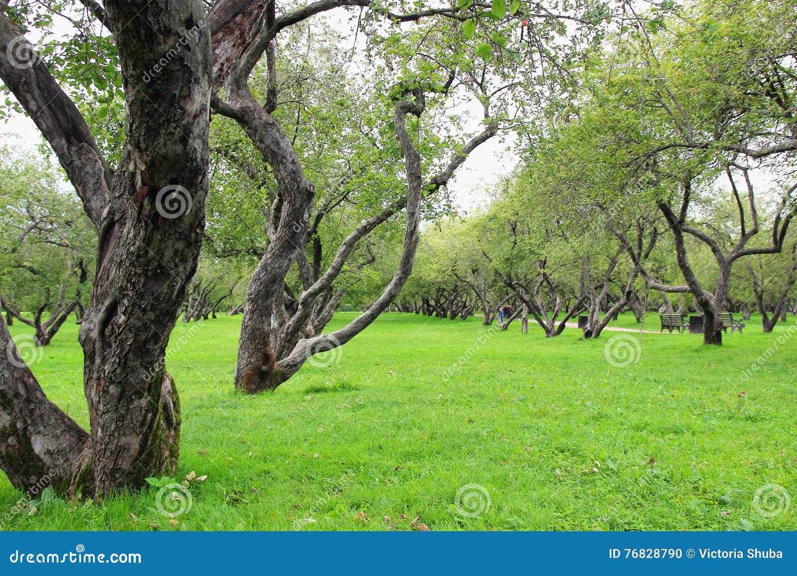 Old apple orchard stock photo. Image of natural, fall - 76828790