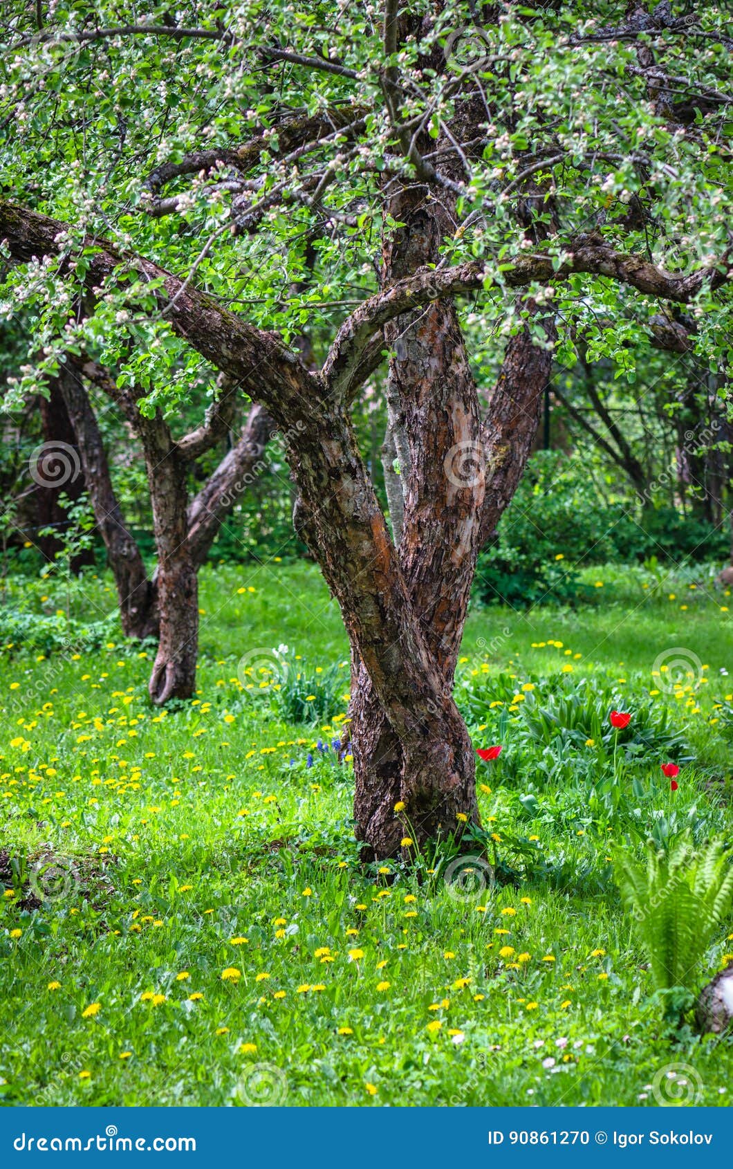 The Old Apple Orchard in Springtime Stock Photo - Image of fruit ...