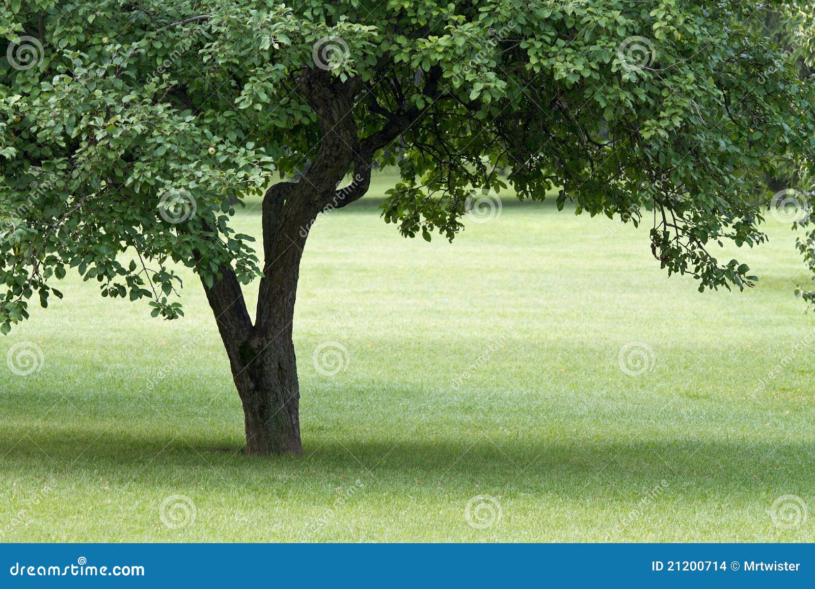 Old apple tree stock photo. Image of outdoors, scenic - 21200714