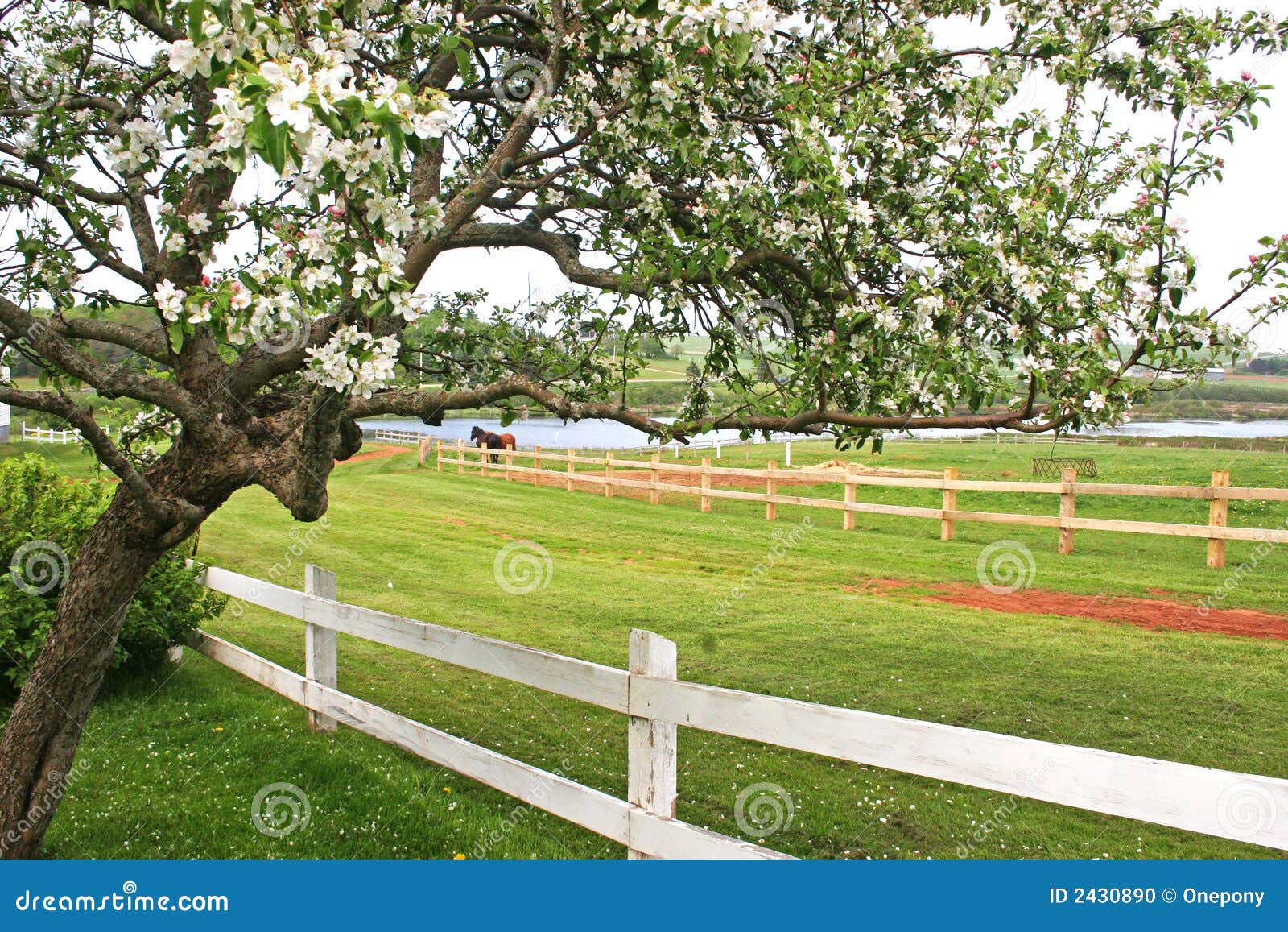 Old Apple Tree stock photo. Image of outdoor, tree, petals - 2430890