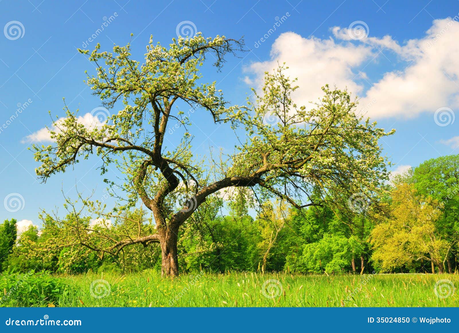 Old Apple Tree in Bloom in Spring Season Stock Photo - Image of flower ...
