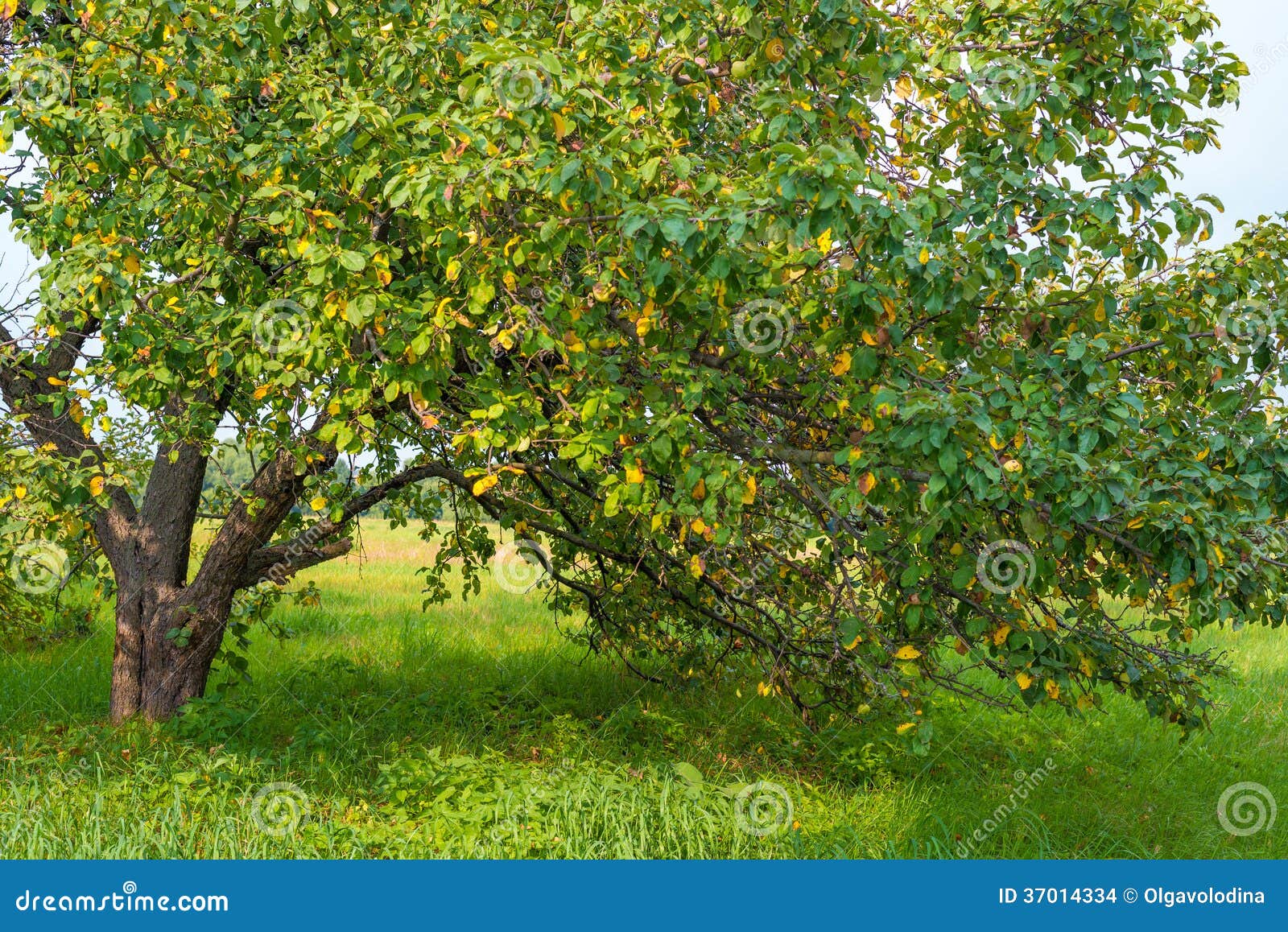 Old Apple Tree in the Garden Stock Photo - Image of foliage, garden ...