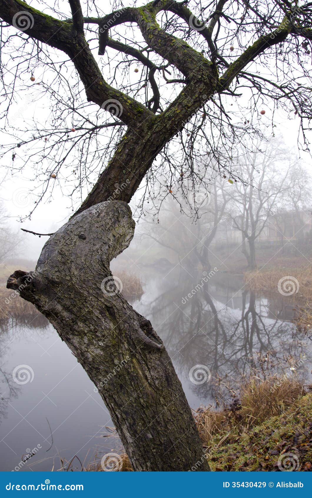 Old Apple Tree Near River and Autumn Mist Stock Image - Image of autumn ...