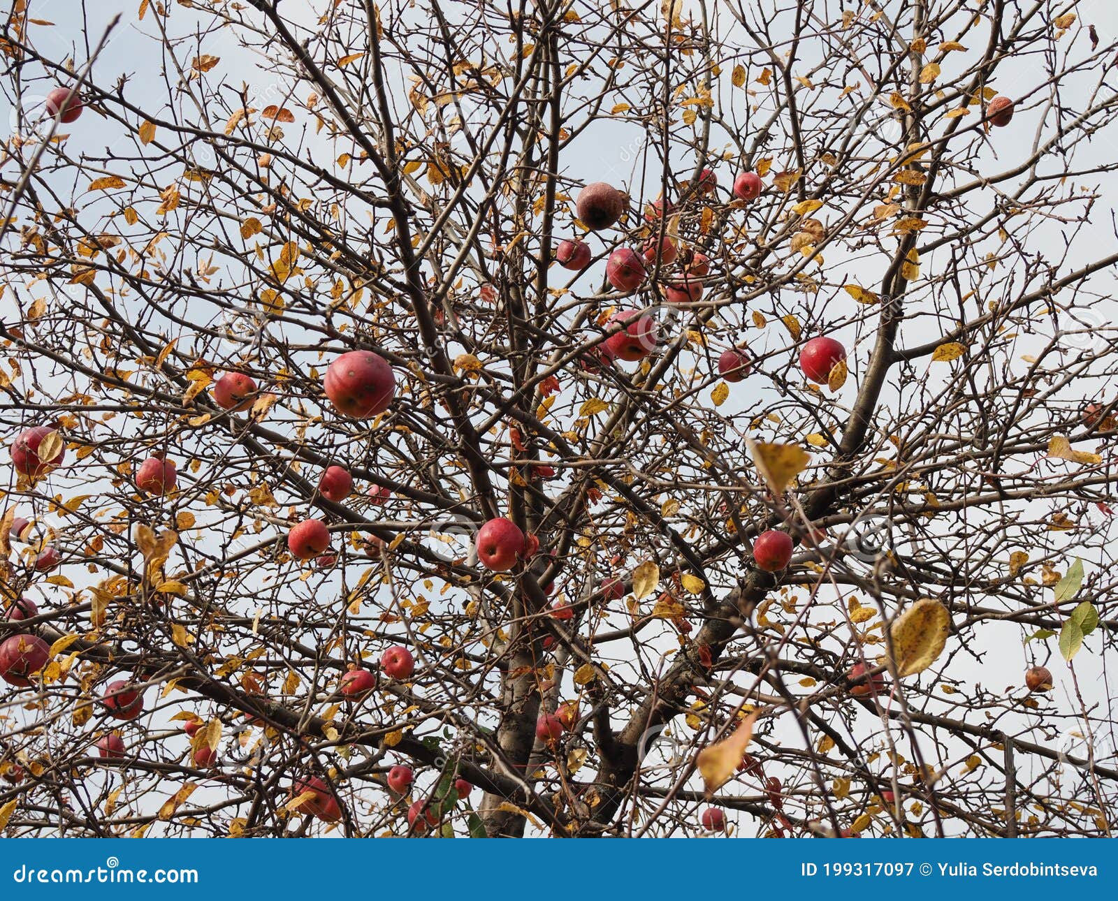 An Old Apple Tree with Overripe, Forgotten Apples in Autumn, without ...