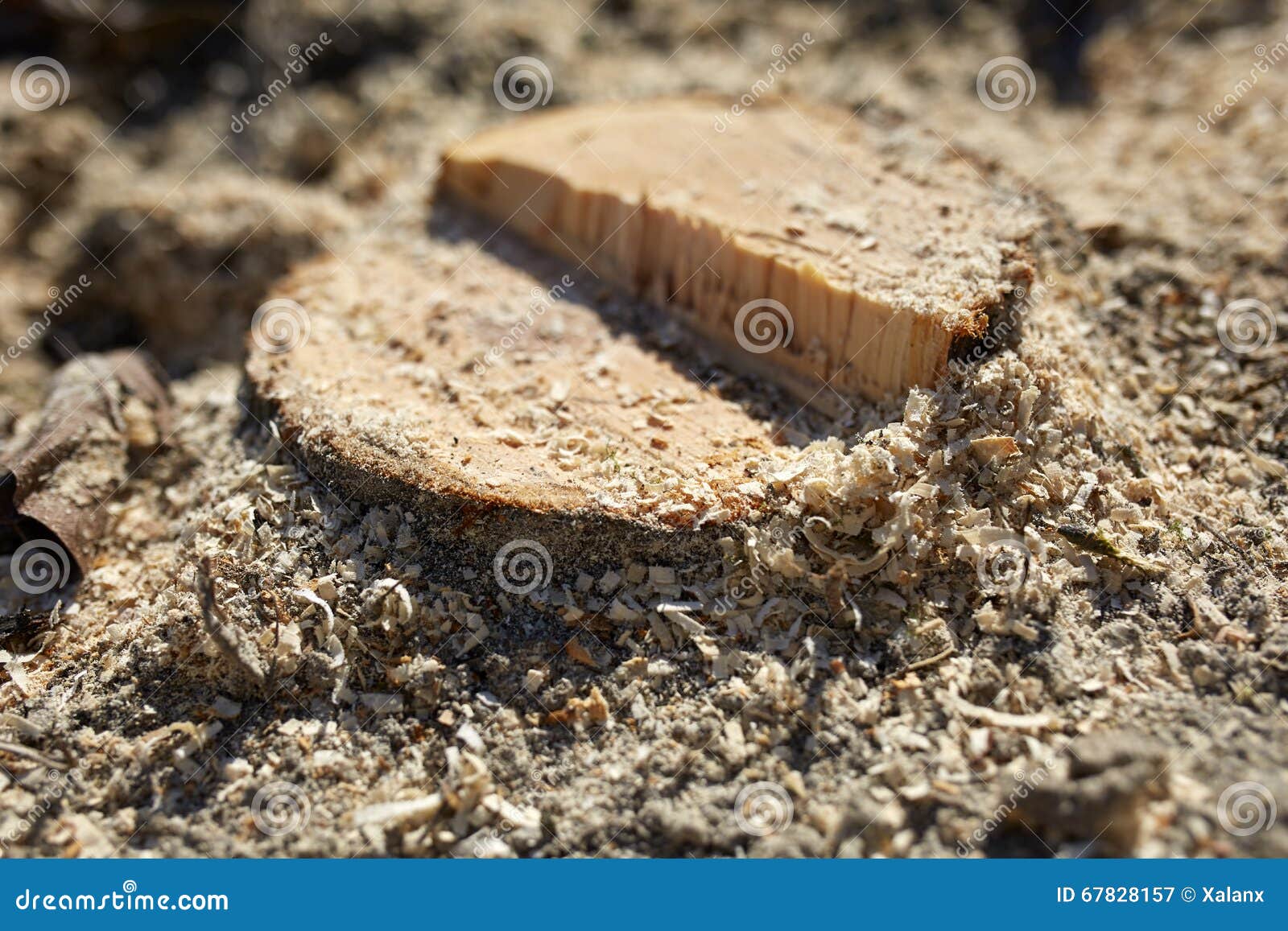 Old apple tree stump stock image. Image of ecology, tree - 67828157