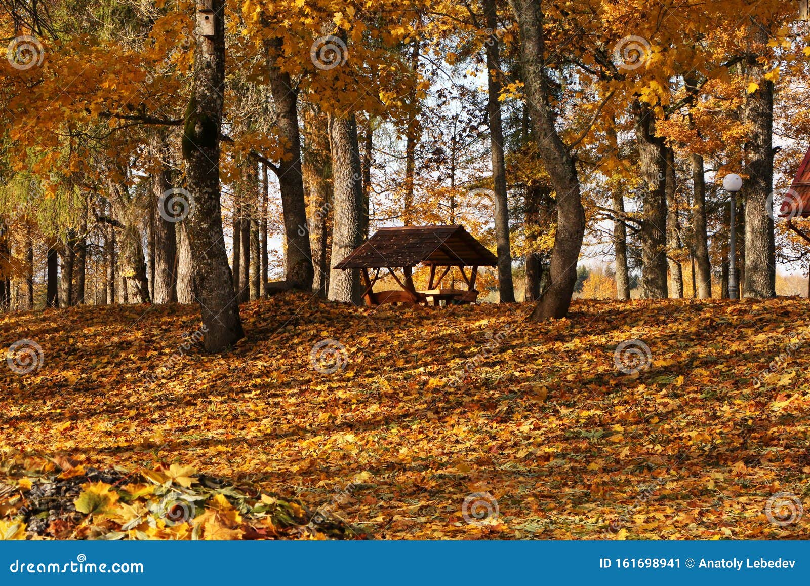Old Arbor in a Beautiful Autumn Forest Stock Image - Image of ancient ...