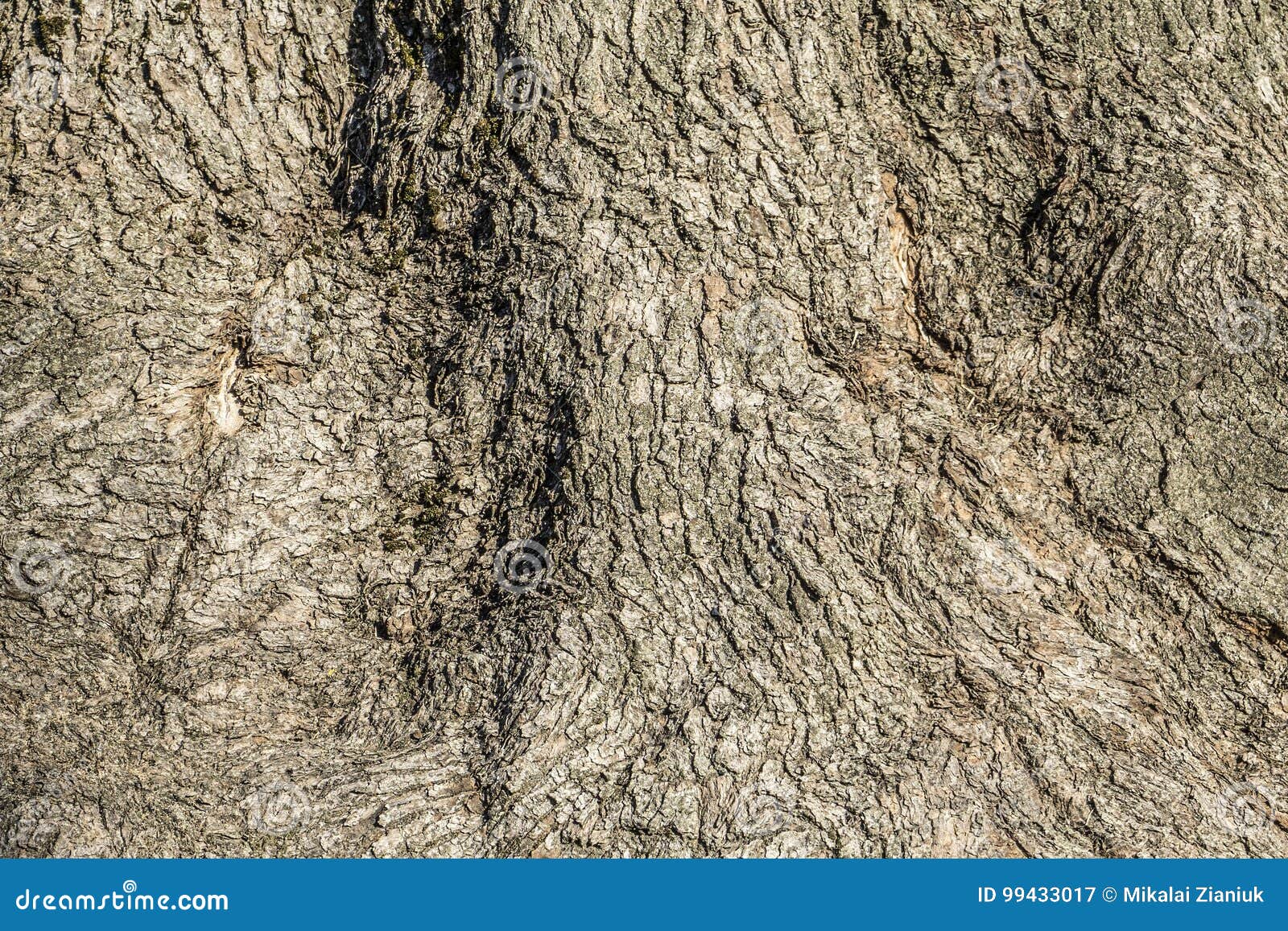 Old ash-tree bark texture stock image. Image of plank - 99433017
