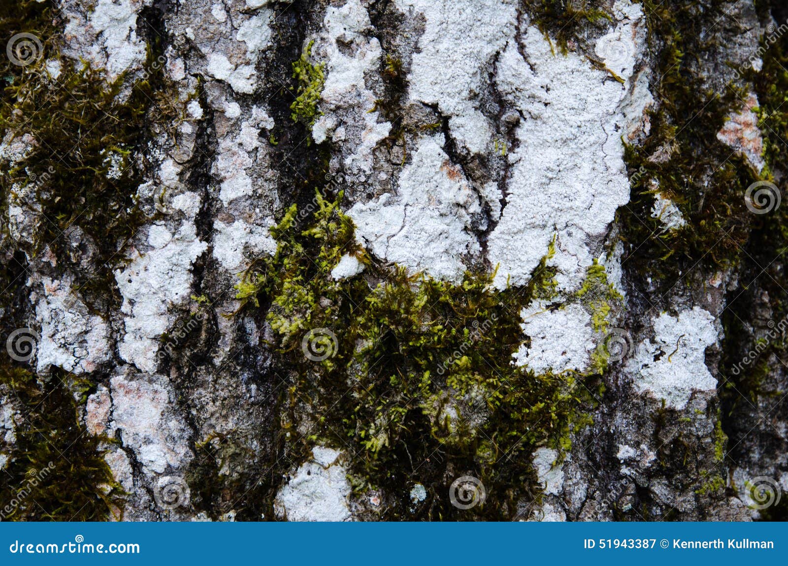 Old aspen trunk detail stock image. Image of plant, natural - 51943387