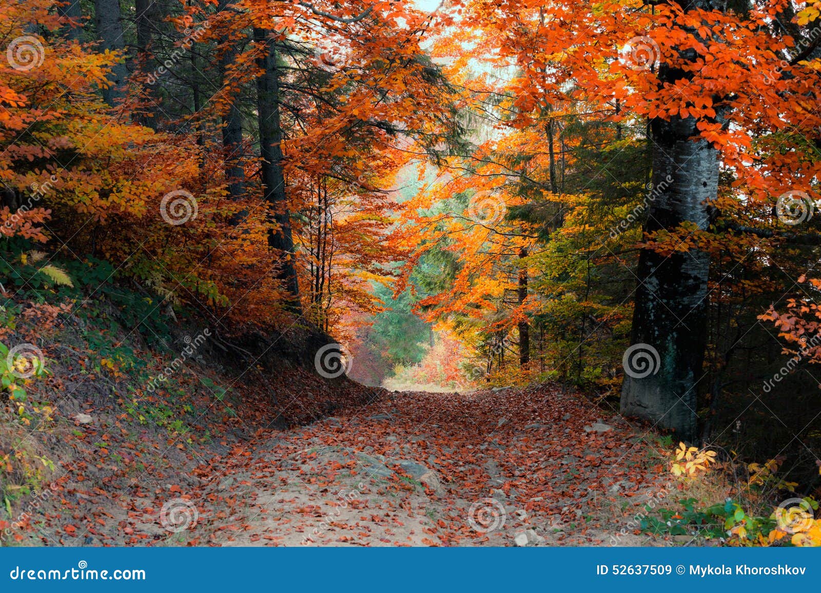 Old autumn forest stock image. Image of landscape, fall - 52637509