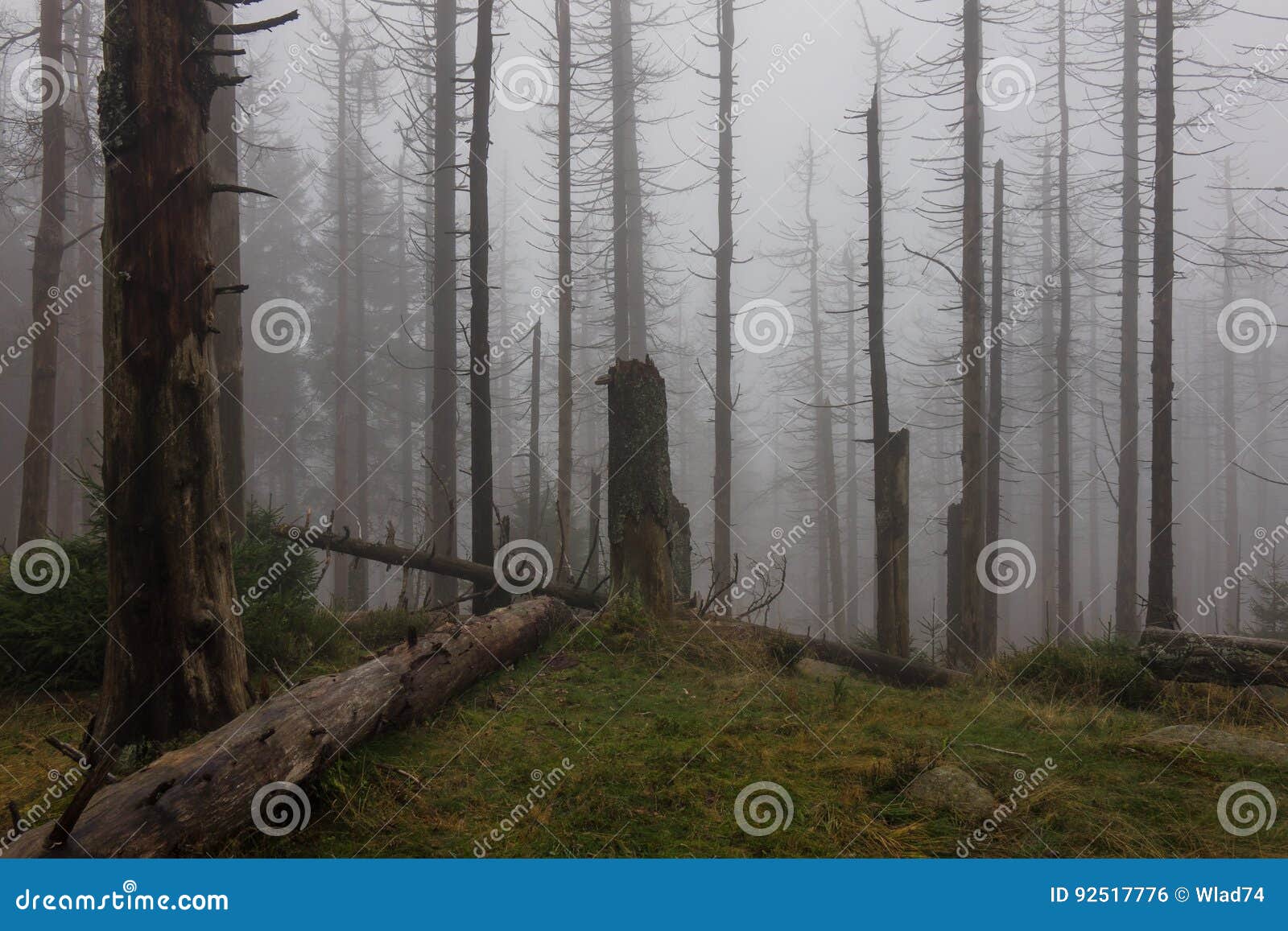 The Old and Autumn Forest in Harz, Germany Stock Photo - Image of pine ...