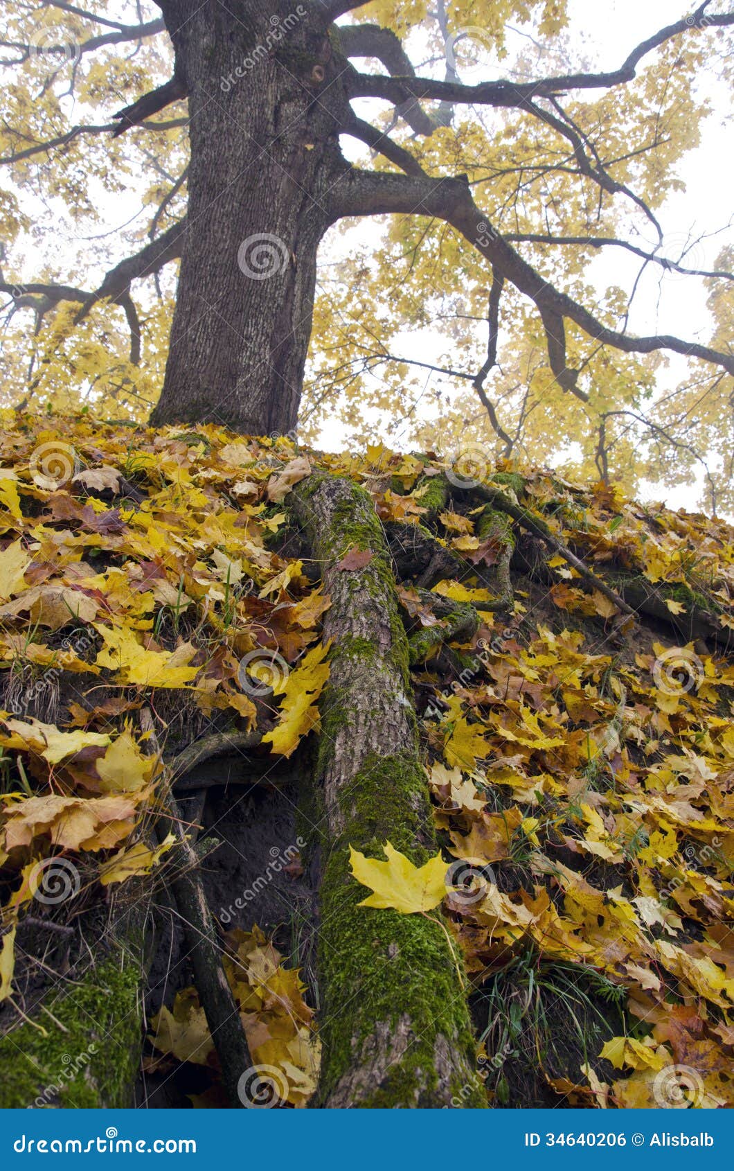 Old Autumn Maple Roots in Park and Leaves Stock Photo - Image of park ...