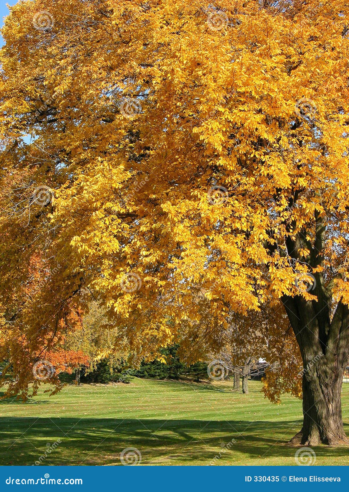 Old autumn tree 1 stock image. Image of shade, yellow, orange - 330435