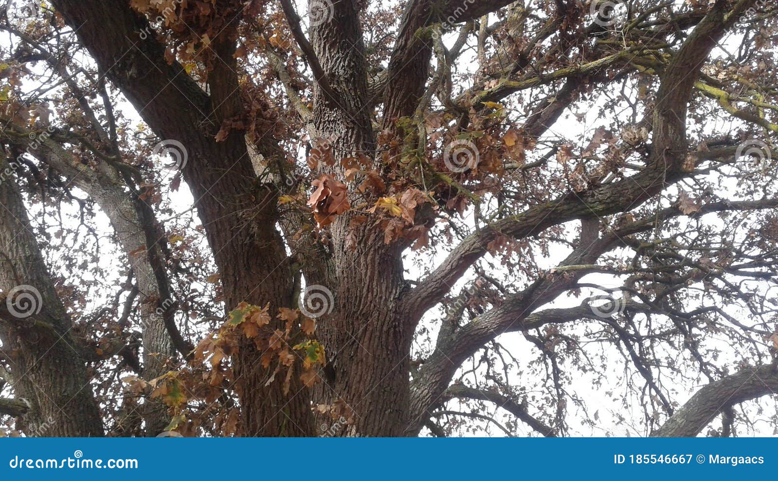 Old autumn tree stock image. Image of autumn, tree, brances - 185546667