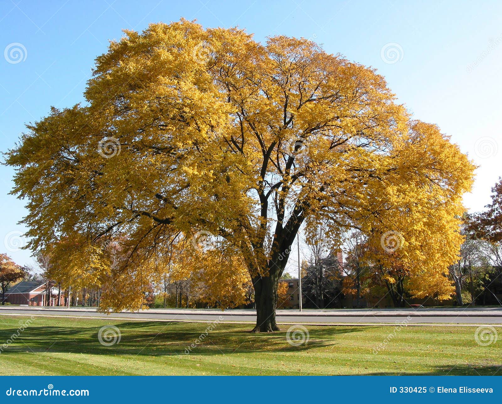Old autumn tree stock image. Image of foliage, trees, colors - 330425