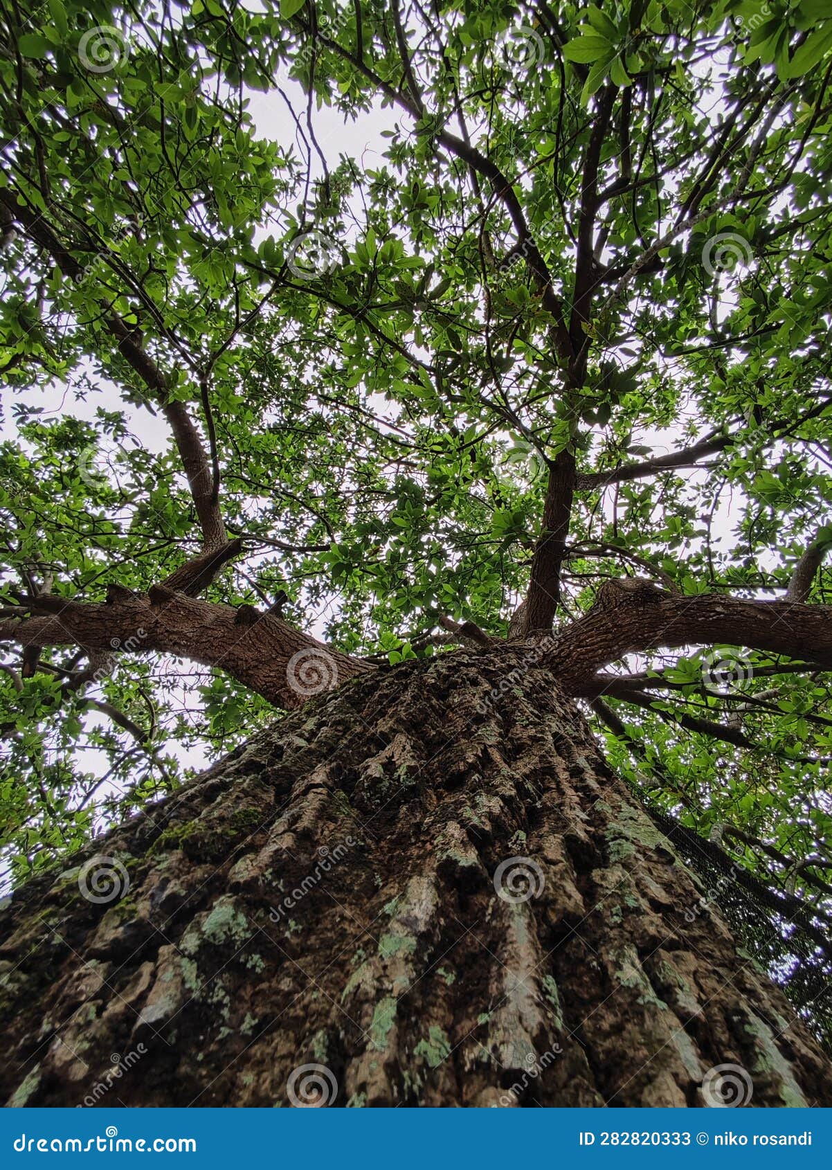 Old Avocado Tree in the Middle of the Forest Stock Image - Image of ...