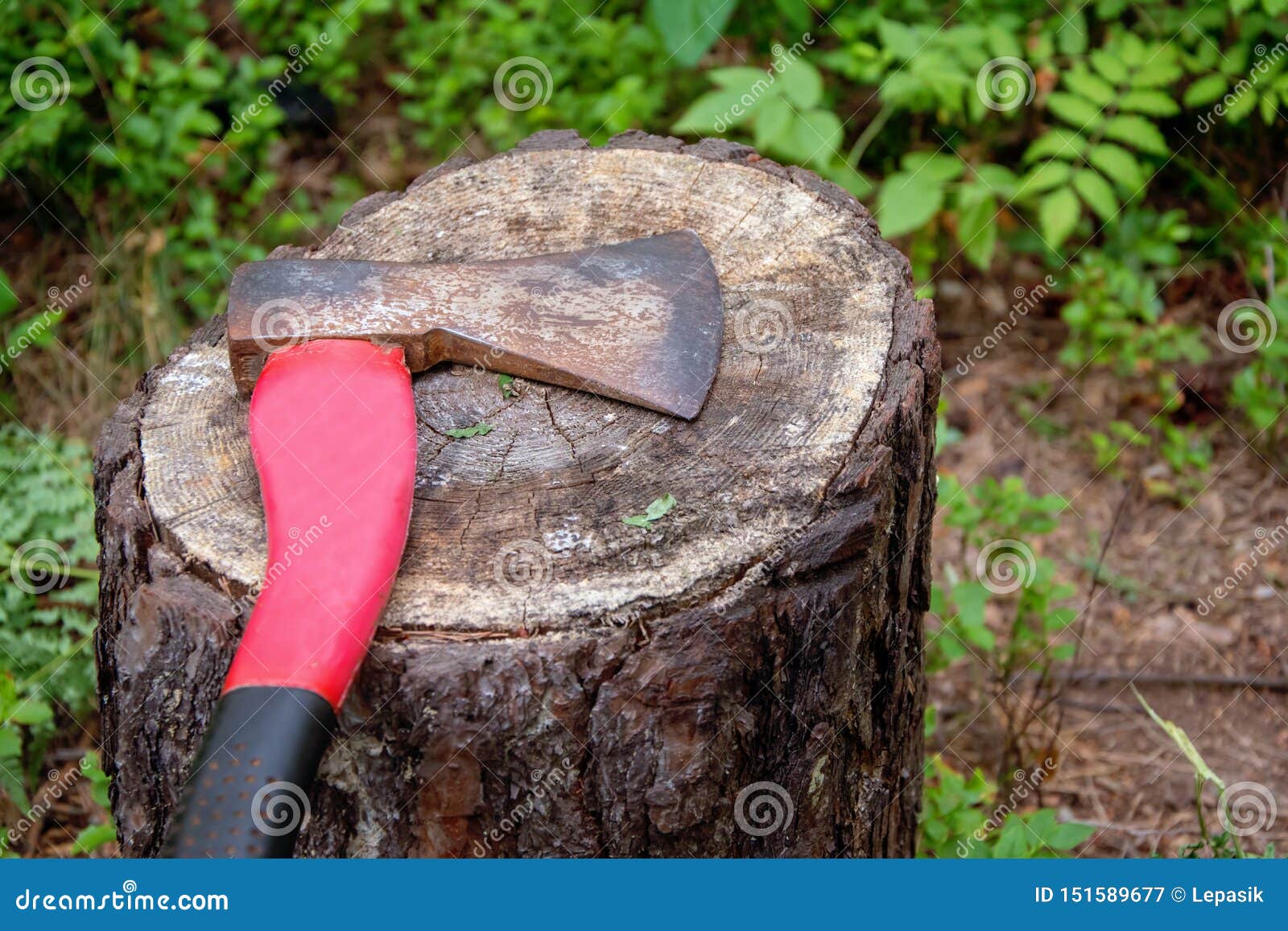 Old Ax Tree Stump Stock Photos - Download 746 Royalty Free Photos