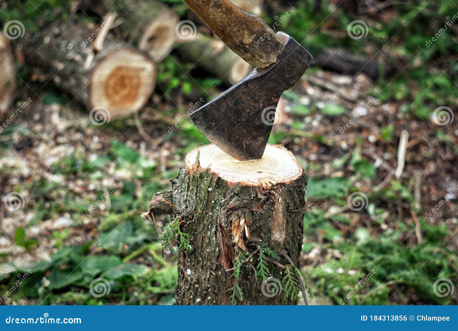 Axe in stump stock photo. Image of chop, wood, hatchet - 184313856