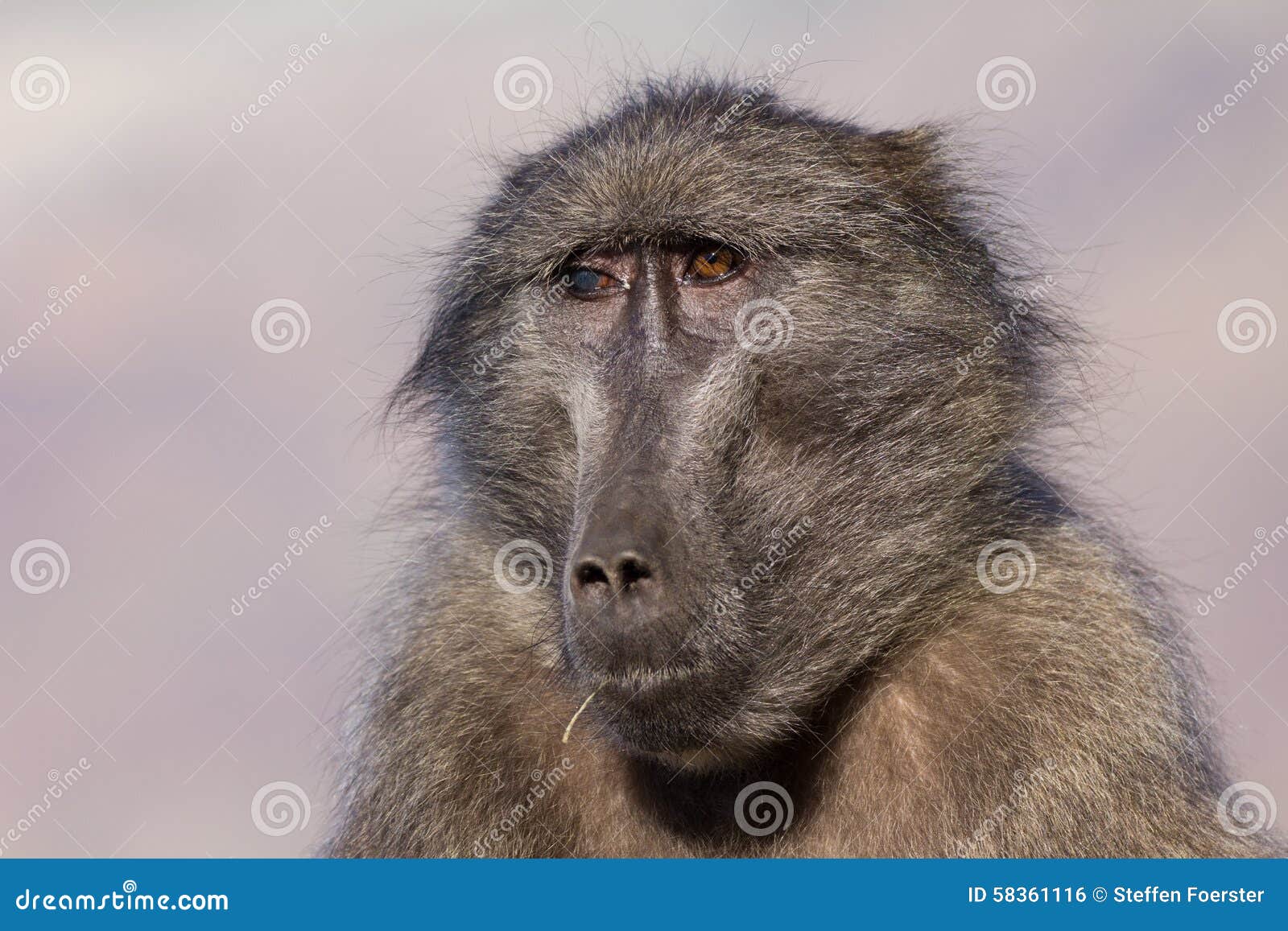 Old baboon stock photo. Image of africa, hand, furry - 58361116