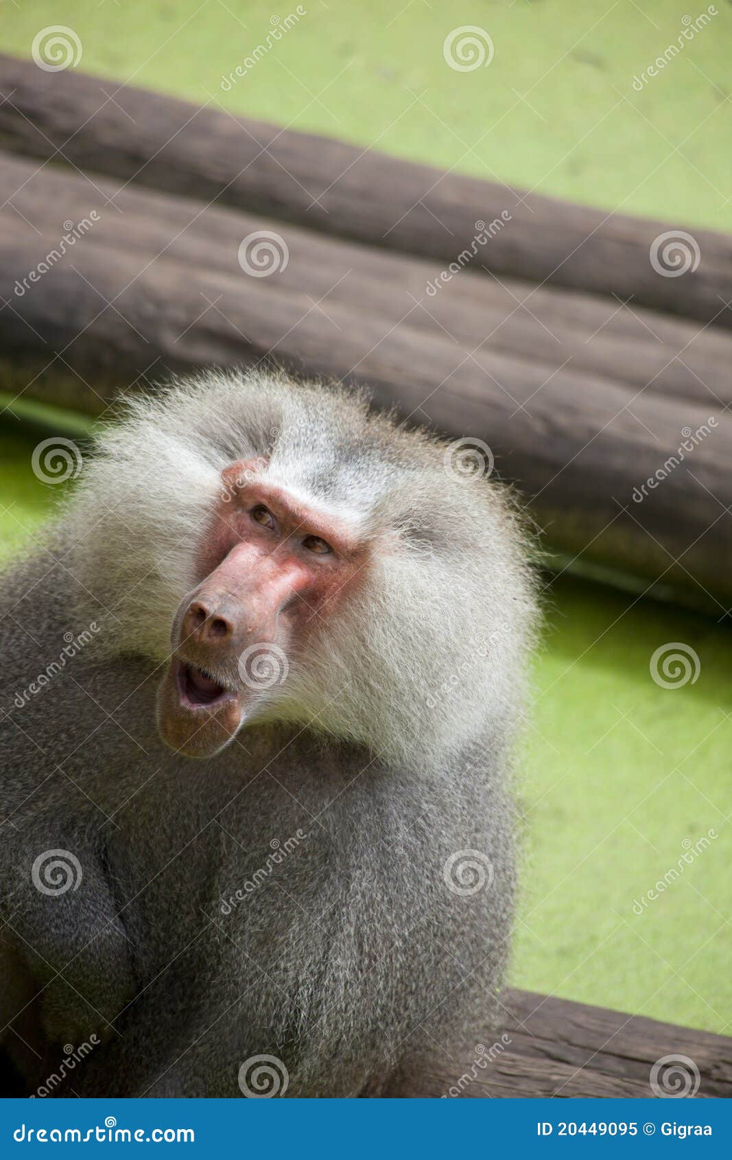 Old Baboon, Papio Hamadryas Stock Image - Image of primate, side: 20449095