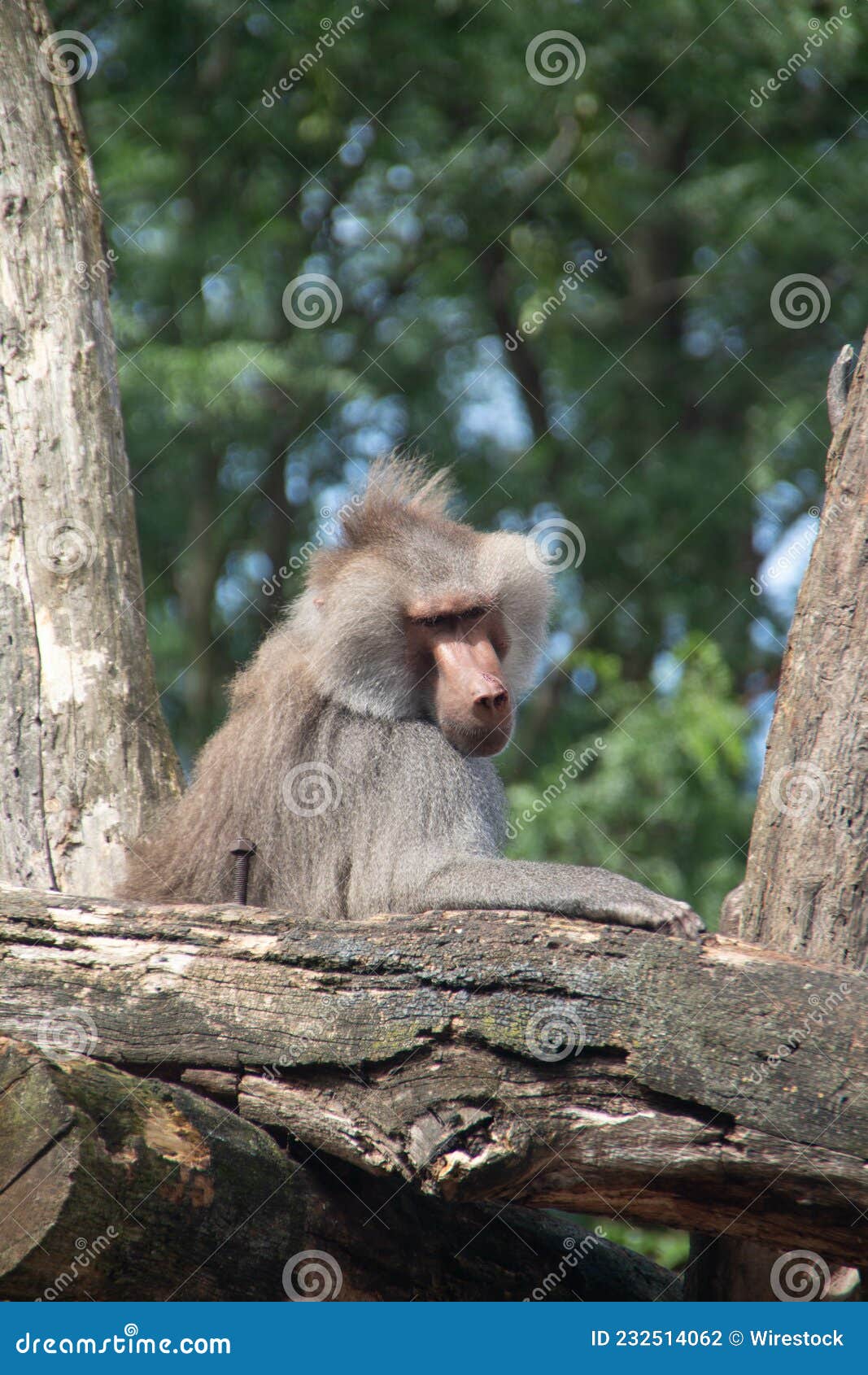 Old Baboon on a Tree in the Wild Stock Photo - Image of intelligent ...