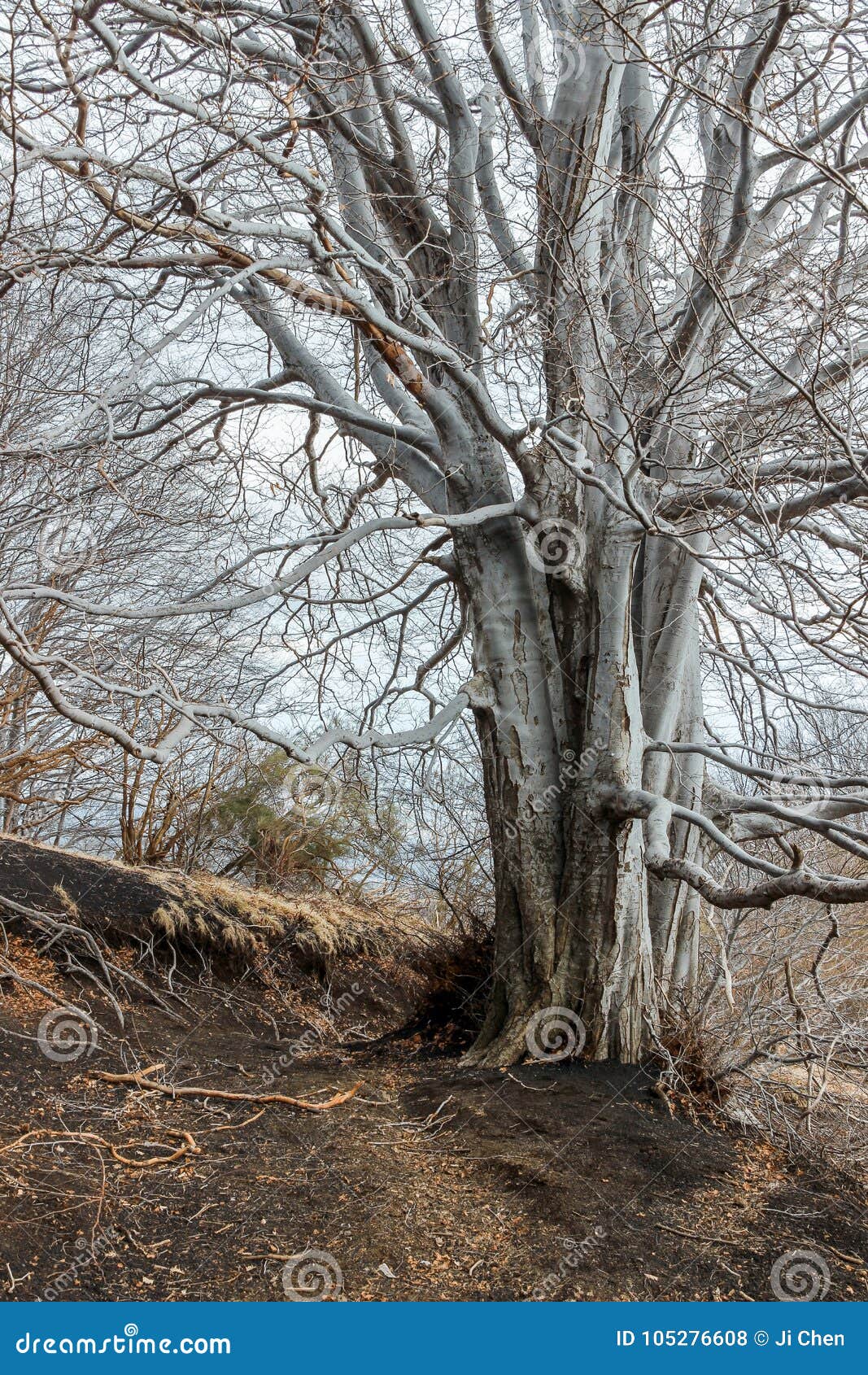Old bald tree in forest stock photo. Image of silhouette - 105276608
