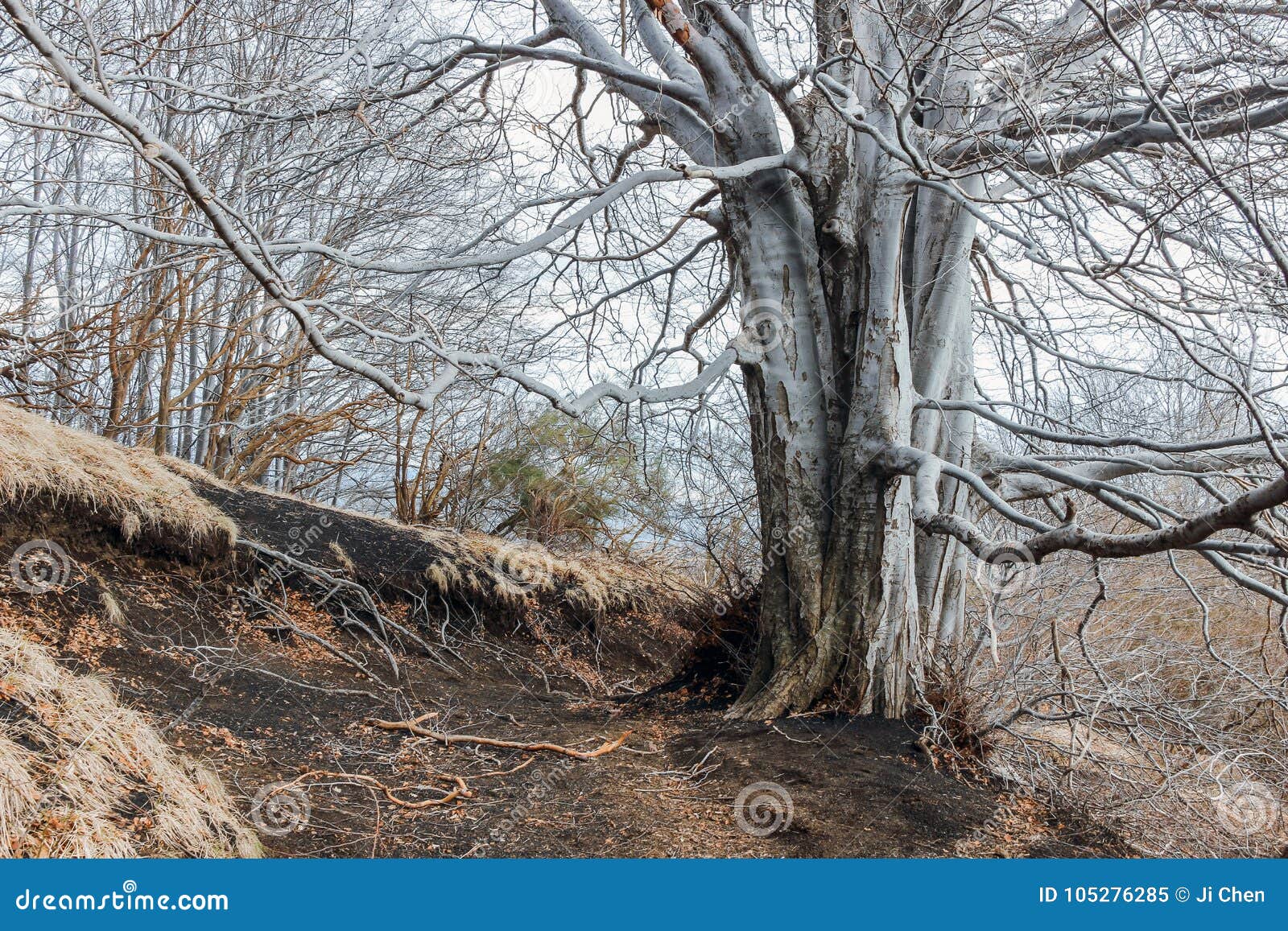 Bald Tree Stock Image | CartoonDealer.com #902407
