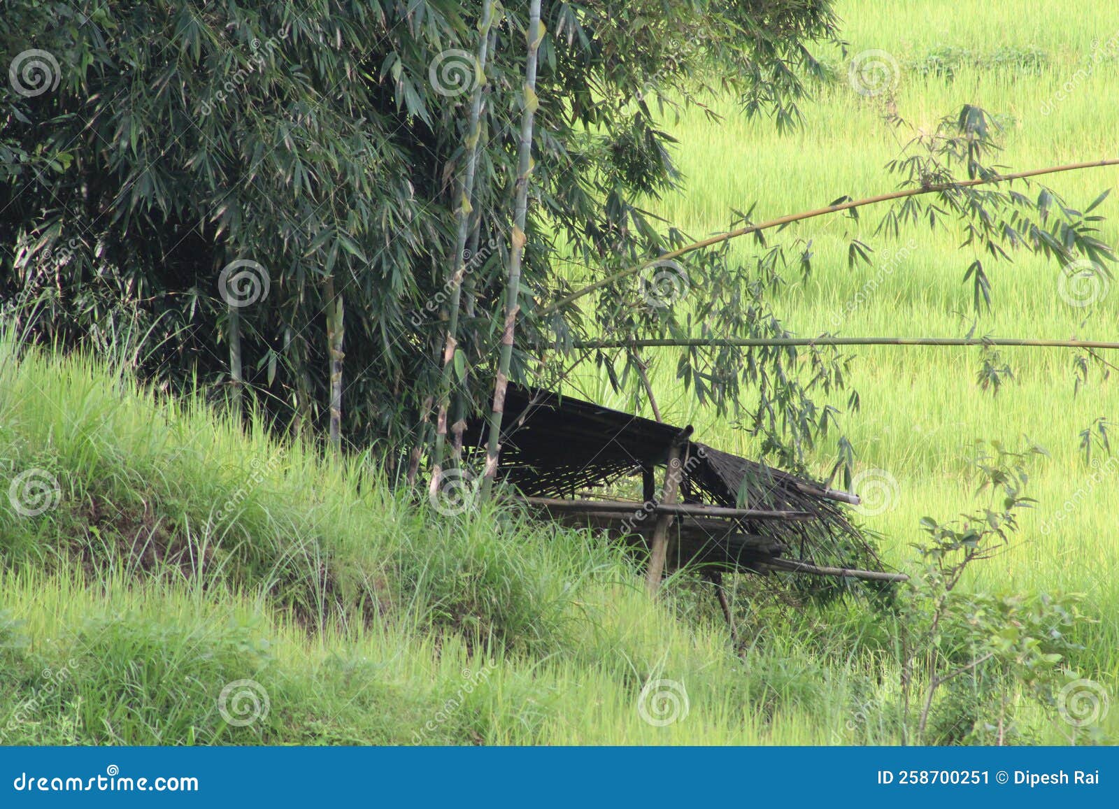 A Old Bamboo Cottage in the Side of Bamboos Trees Stock Image - Image ...