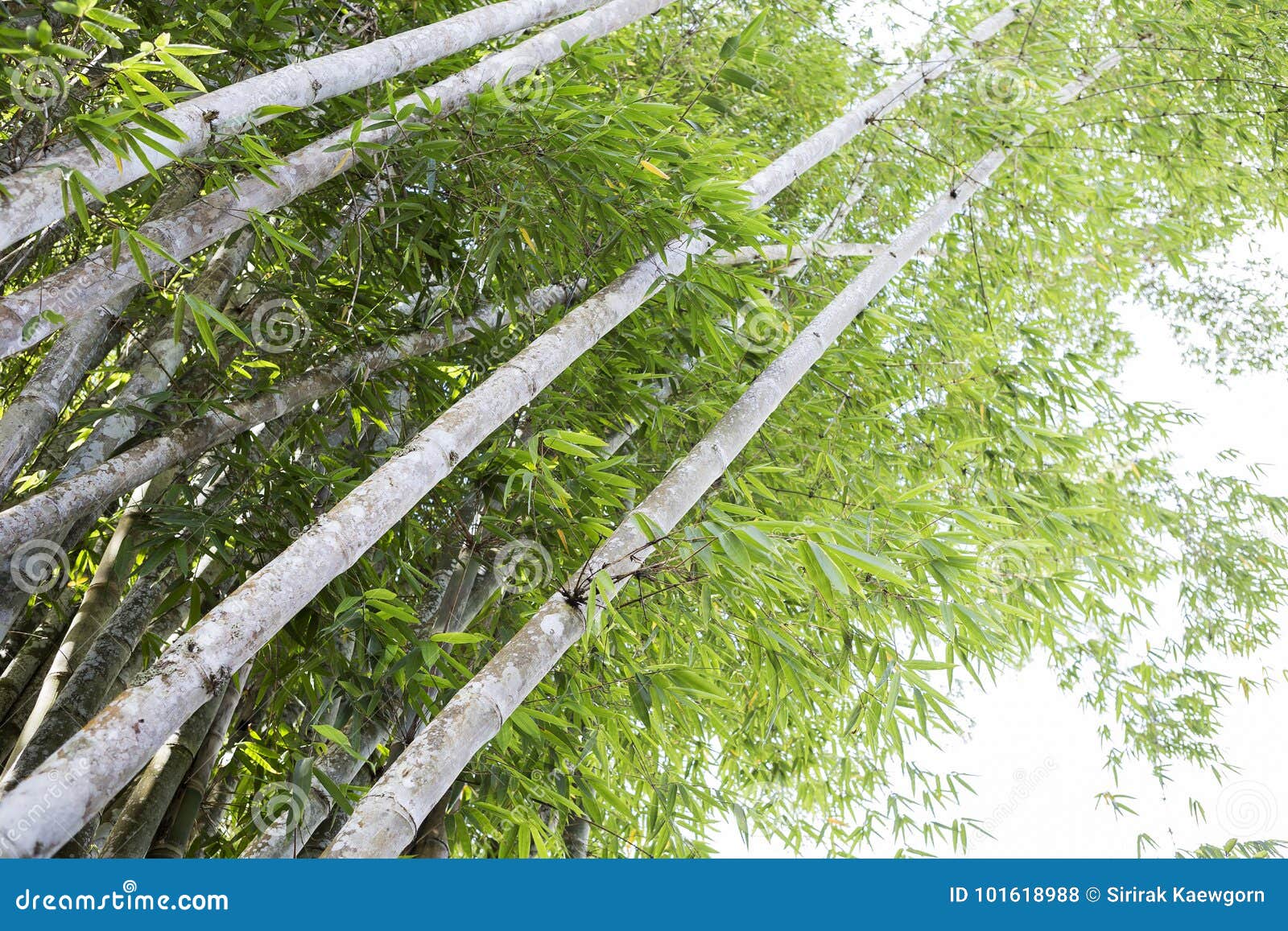 Old Bamboo Tree in Bamboo Forest Stock Photo - Image of asian, outdoor ...