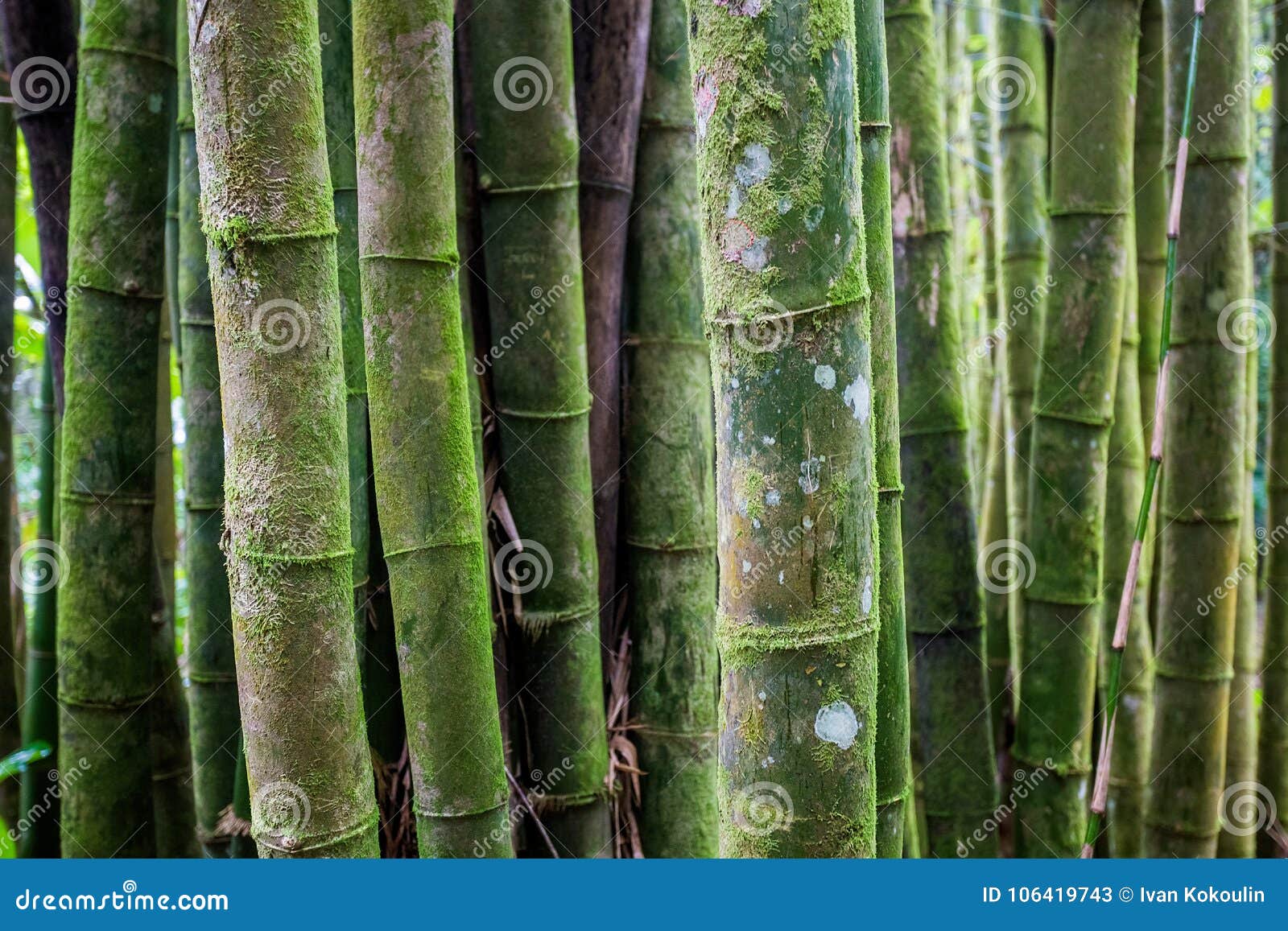 Old Bamboo Tree Forest Texture Stock Image - Image of japan, ecology ...