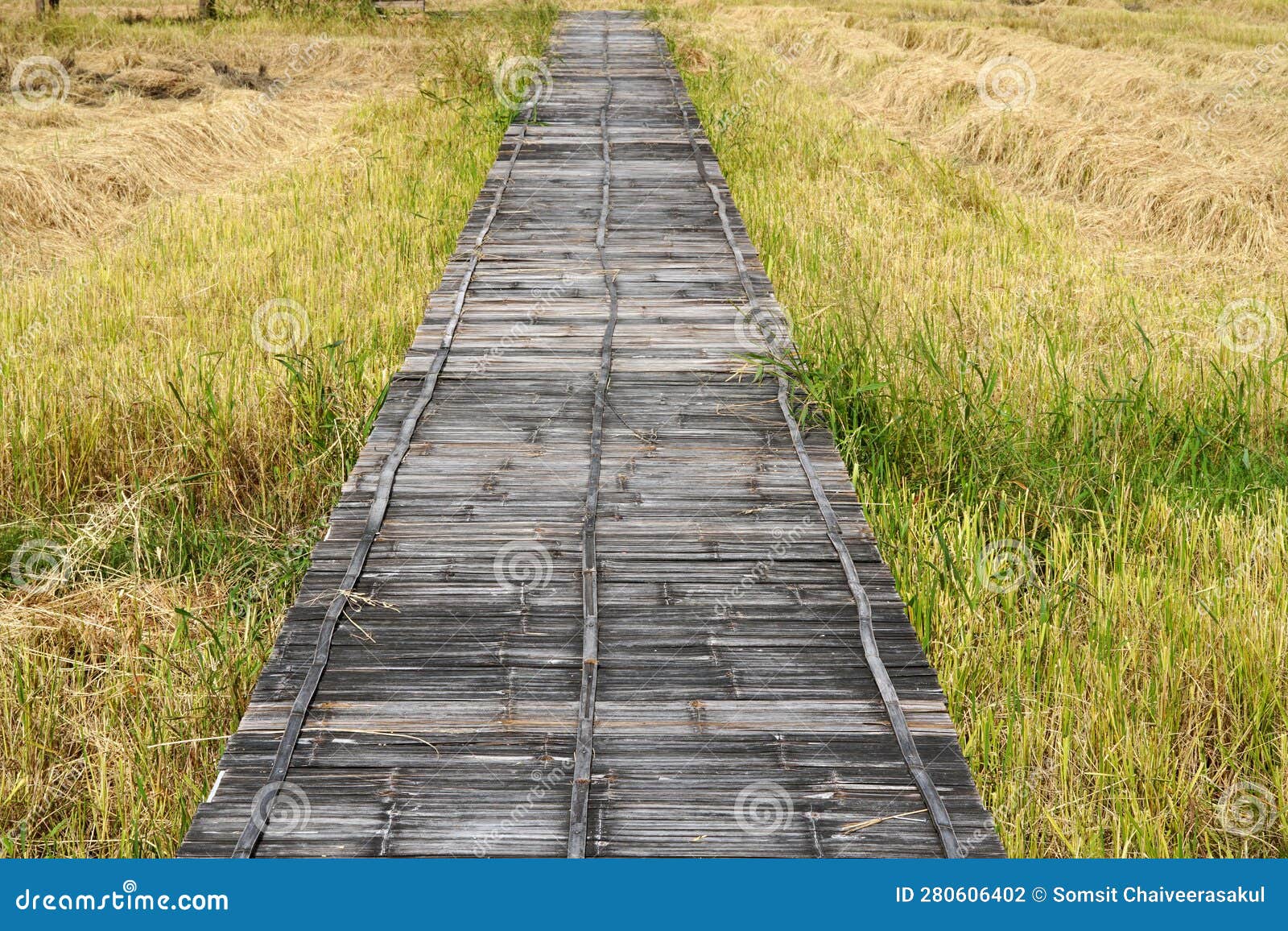 Old bamboo weave bridge stock photo. Image of agriculture - 280606402