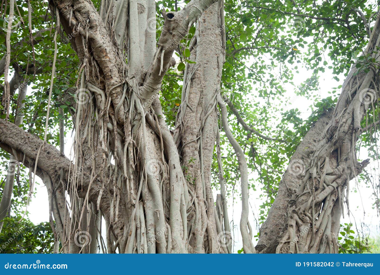 Old banyan tree stock photo. Image of banyan, forest - 191582042
