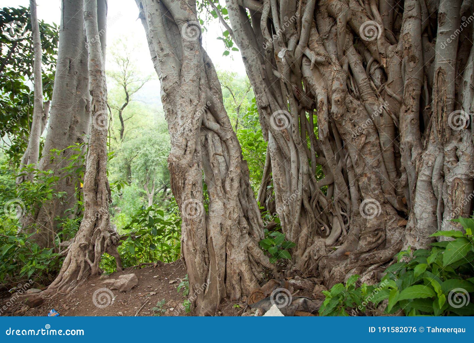Old banyan tree stock photo. Image of forest, branch - 191582076
