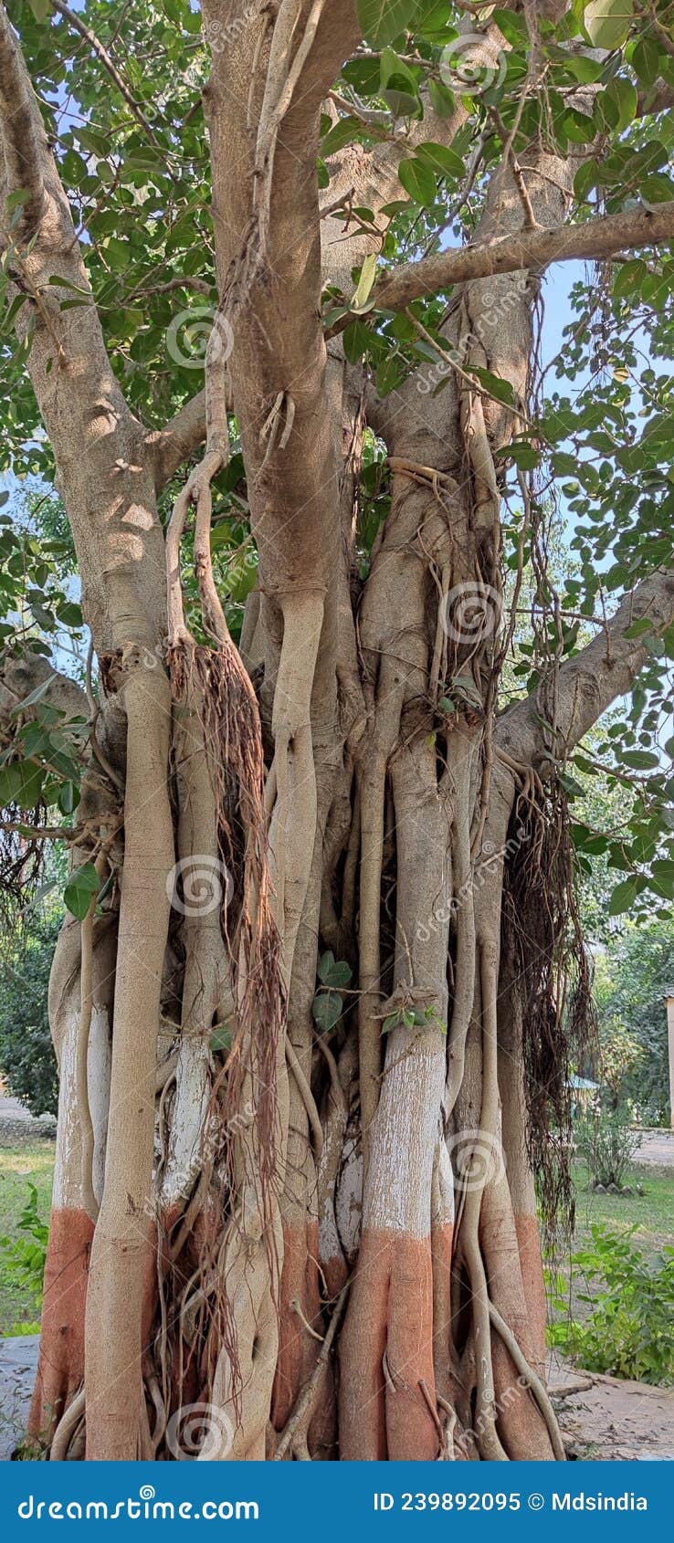 Old Banyan tree stock image. Image of material, close - 239892095