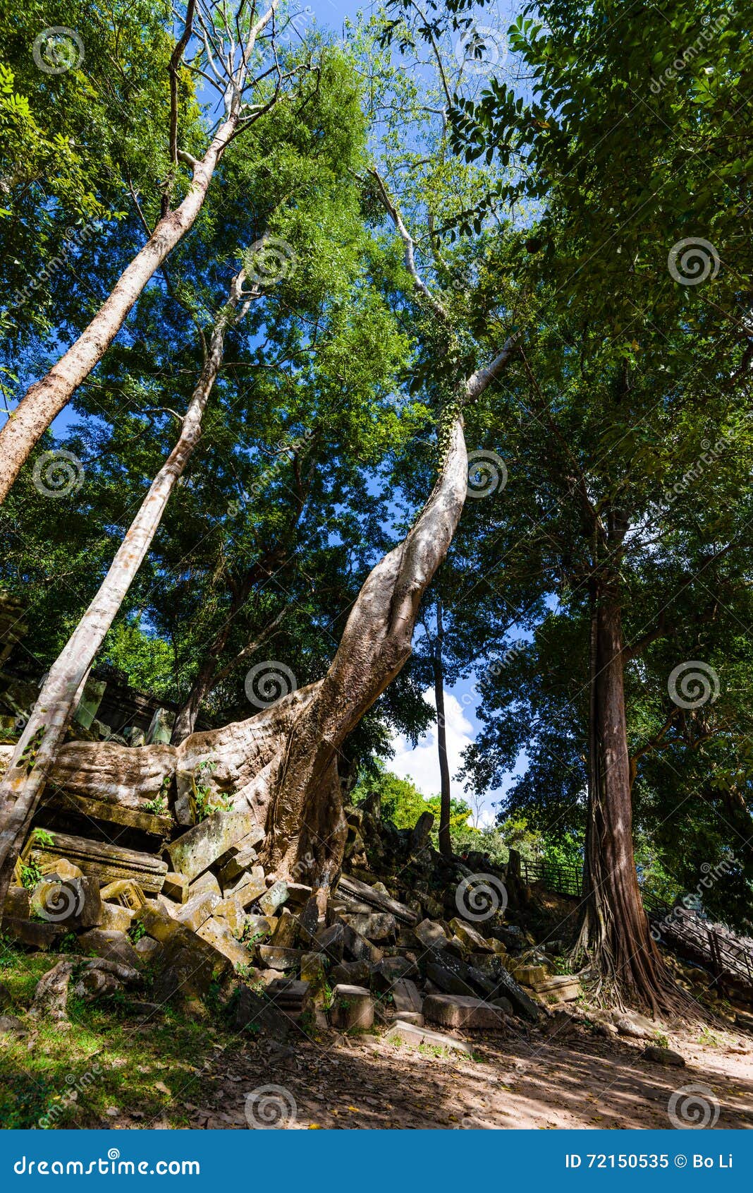 Old Banyan Tree of Beng Mealea Stock Image - Image of asia, exotic ...