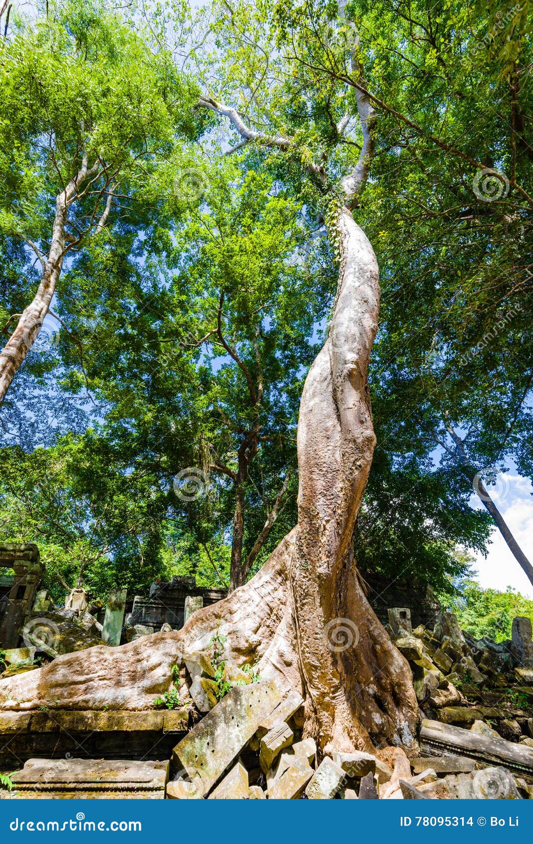 Old Banyan Tree of Beng Mealea Stock Photo - Image of melea, jungle ...