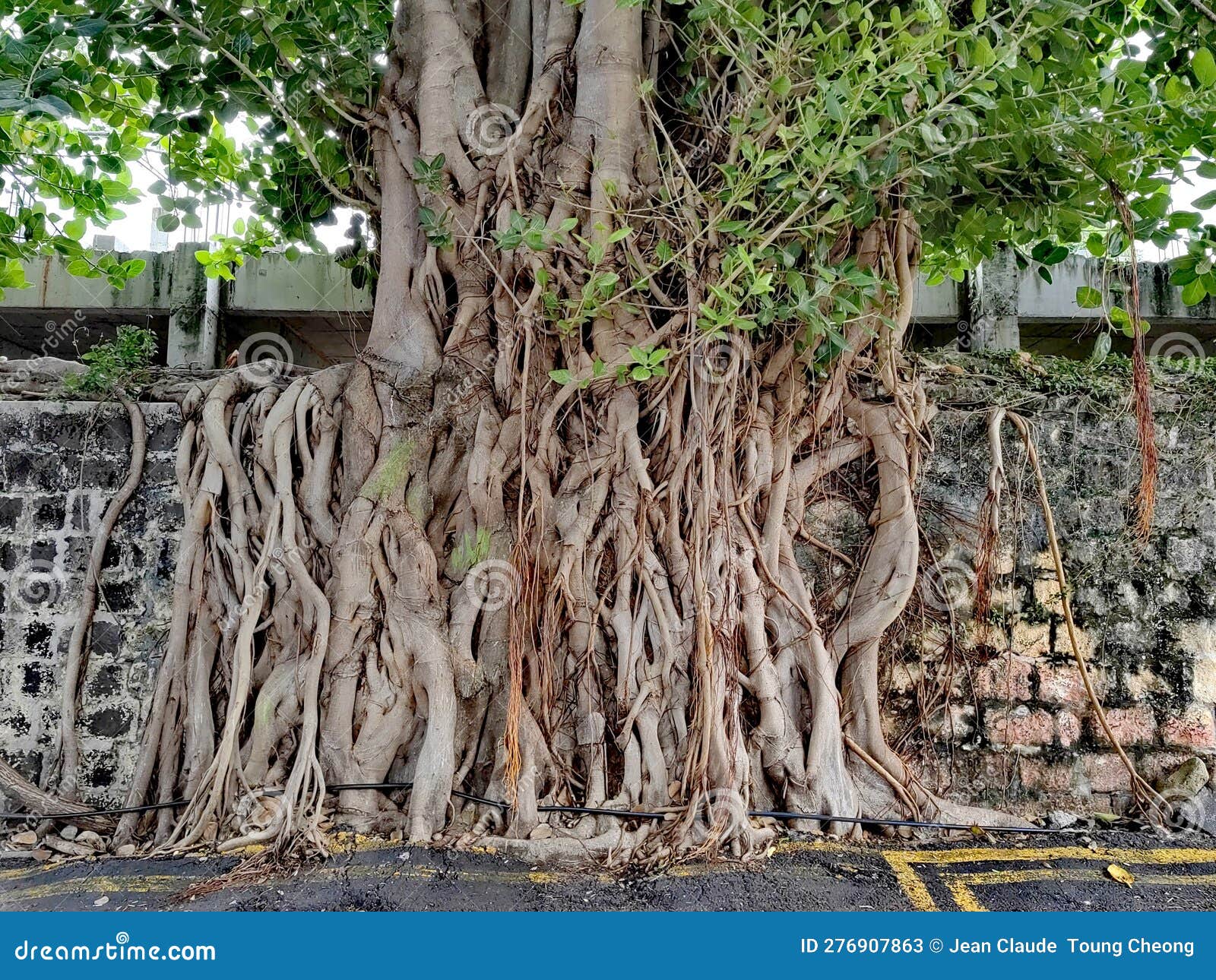 Old Banyan Tree in the Capital of Mauritius Port Louis. Stock Image ...