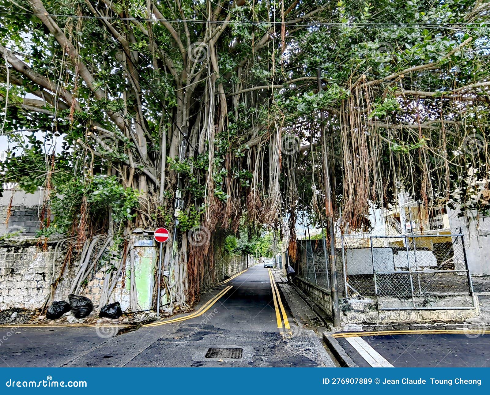 Old Banyan Tree in the Capital of Mauritius Port Louis. Stock Image ...