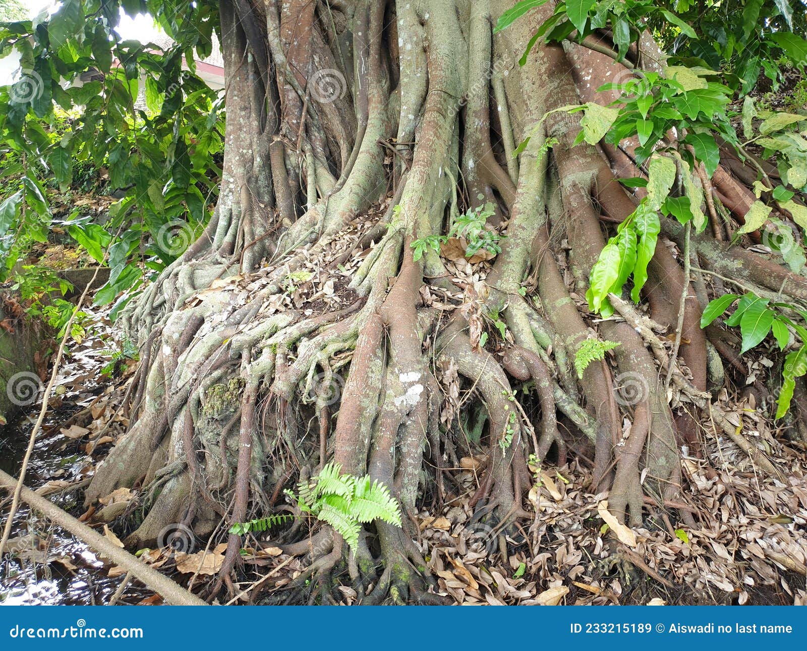 An Old Banyan Tree that Has Big and Many Roots Stock Image - Image of ...