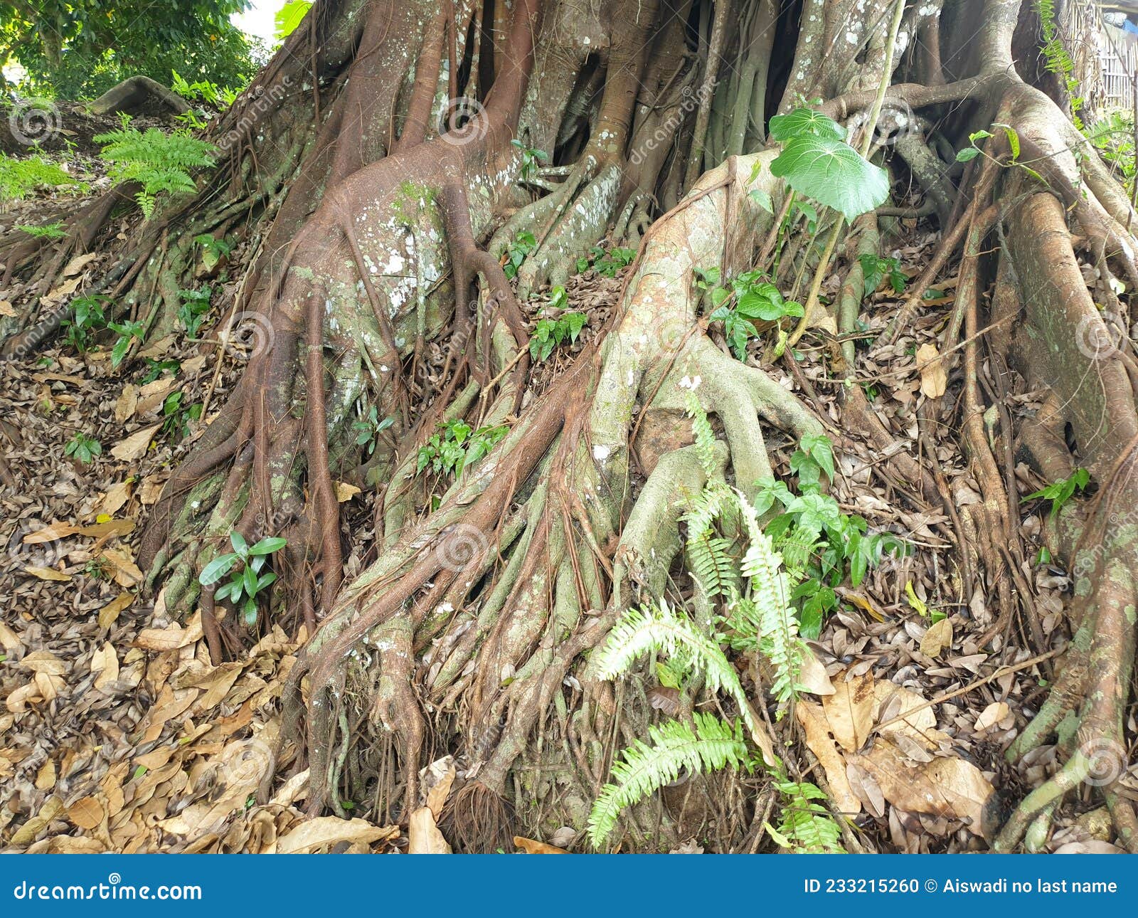 An Old Banyan Tree that Has Big and Many Roots Stock Photo - Image of ...