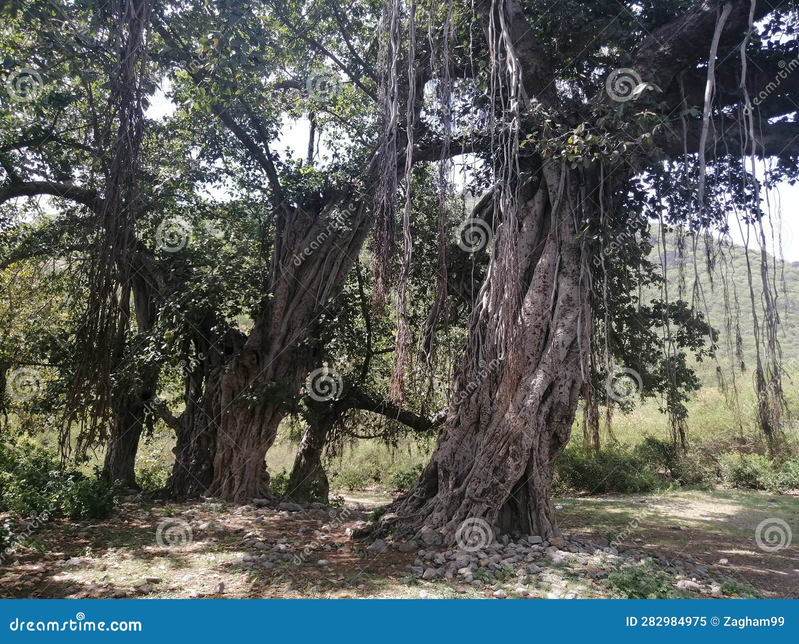 Old Banyan Tree in Islamabad Stock Image - Image of banyan, pakistan ...