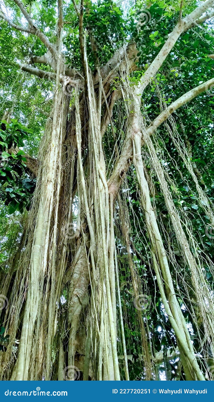The Old Banyan Tree with Long Roots Stock Image - Image of flowers ...