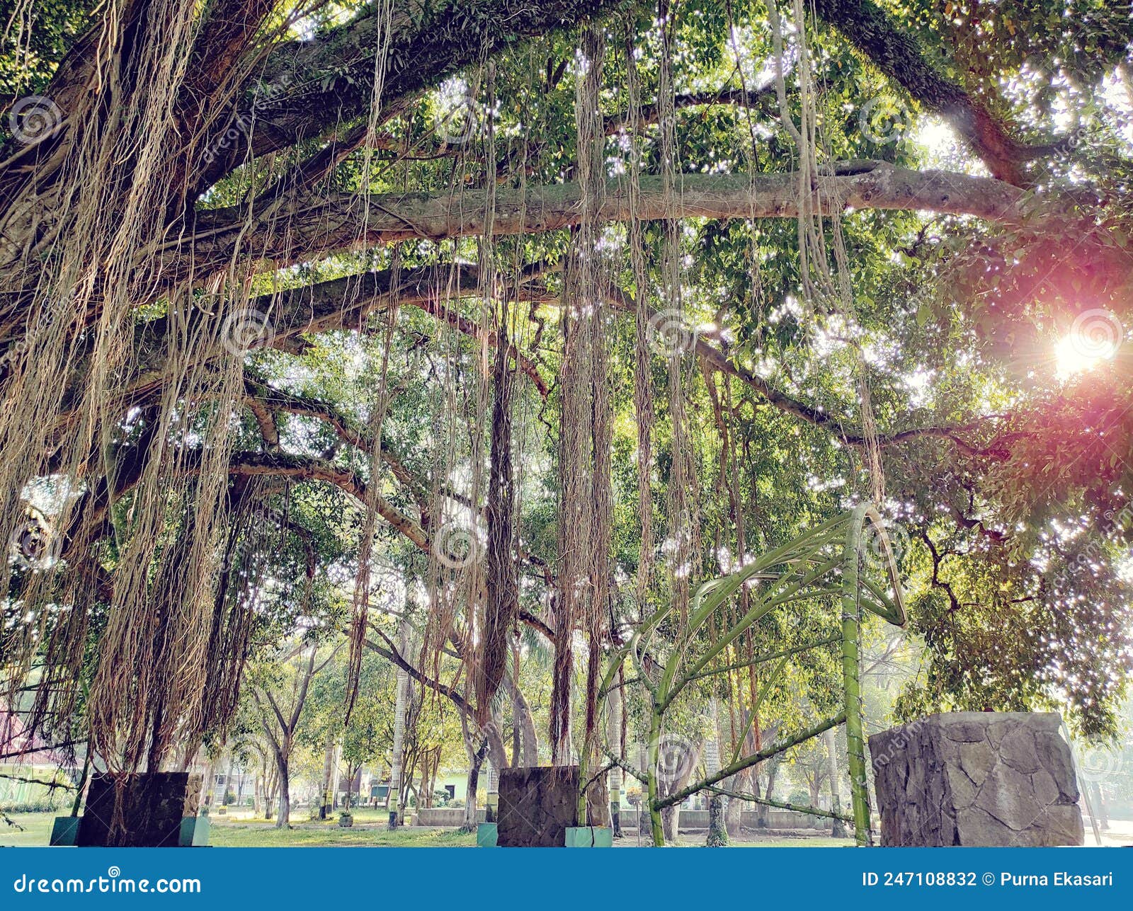 Old Banyan Tree with Lush Leaves Full of Dangling Roots Stock Photo ...