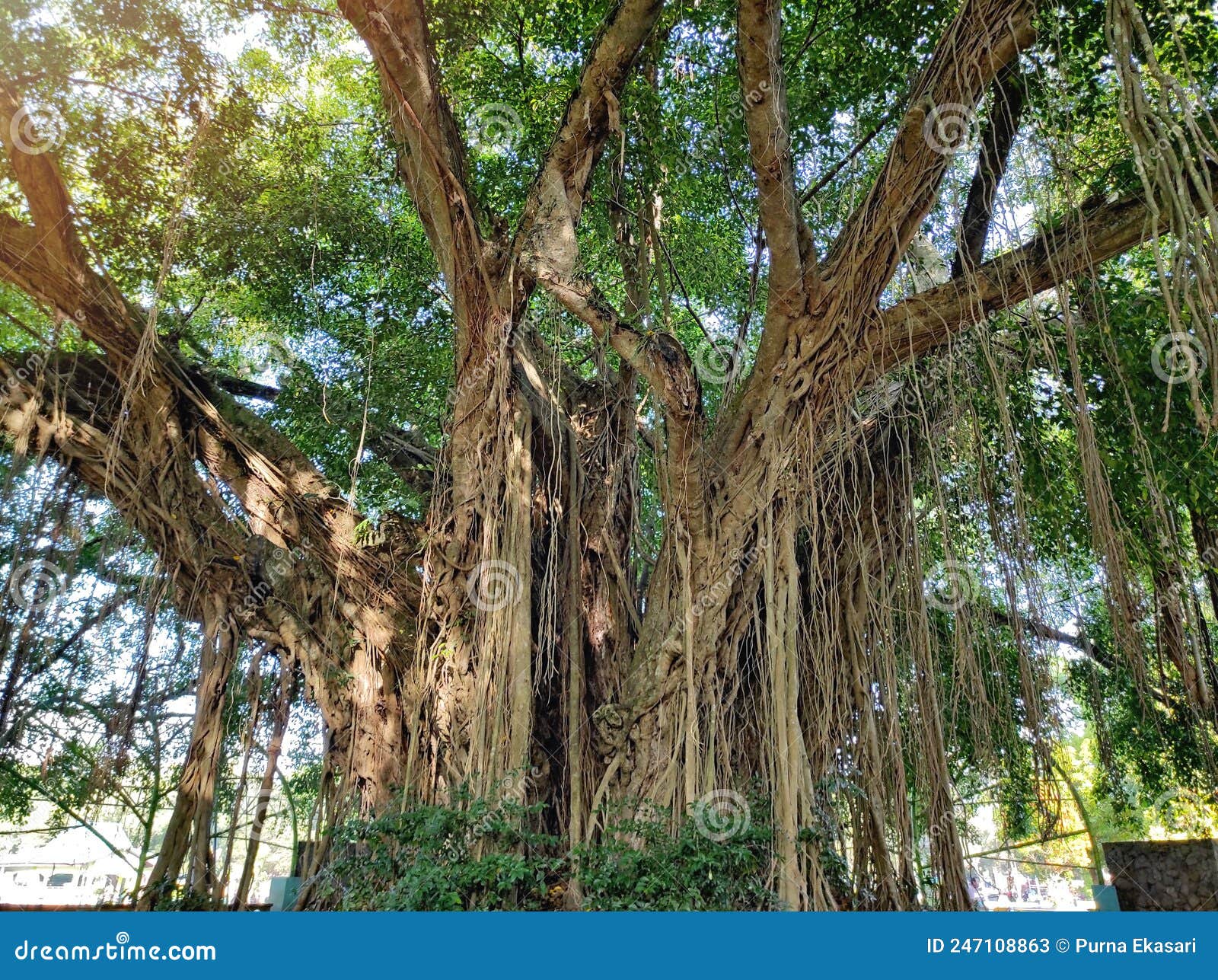 Old Banyan Tree with Lush Leaves Full of Dangling Roots Stock Image ...