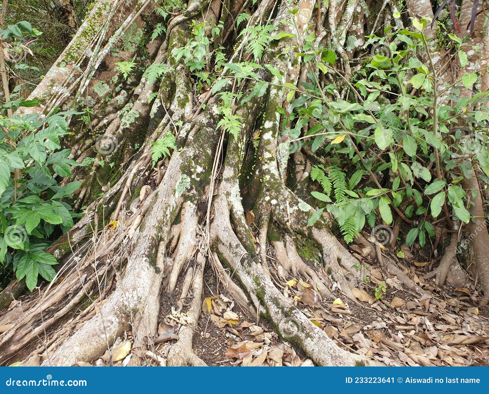 Old Banyan Tree with Many and Unique Roots Stock Image - Image of tree ...